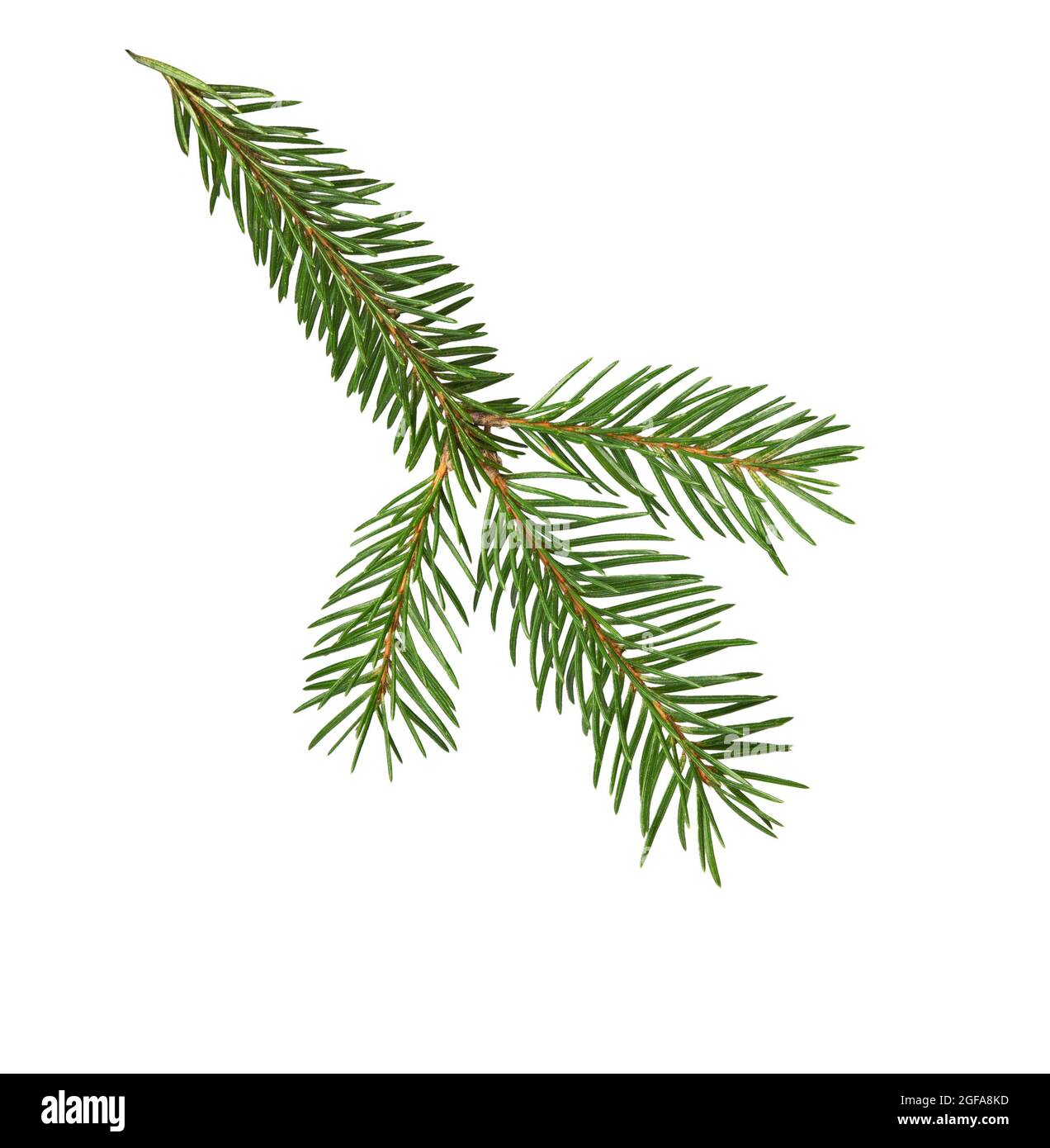 Fir tree branch isolated on white background. Pine branch. Christmas fir Stock Photo - Alamy