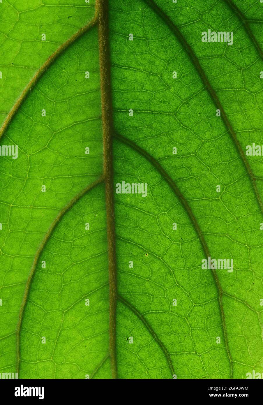 Macro shot of a green leaf in vertical Stock Photo - Alamy