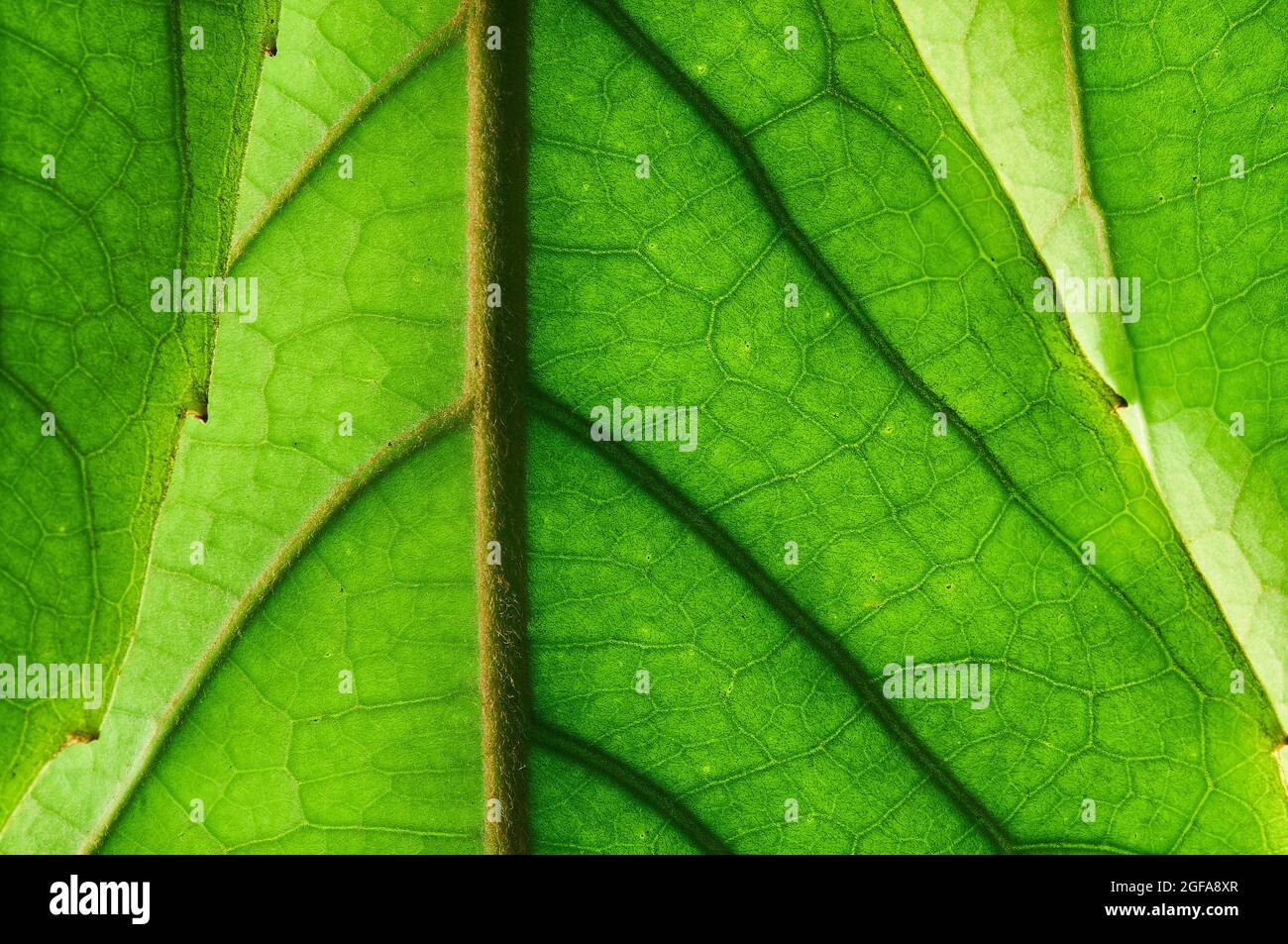 Macro shot of green leaves backlit with sunlight Stock Photo - Alamy