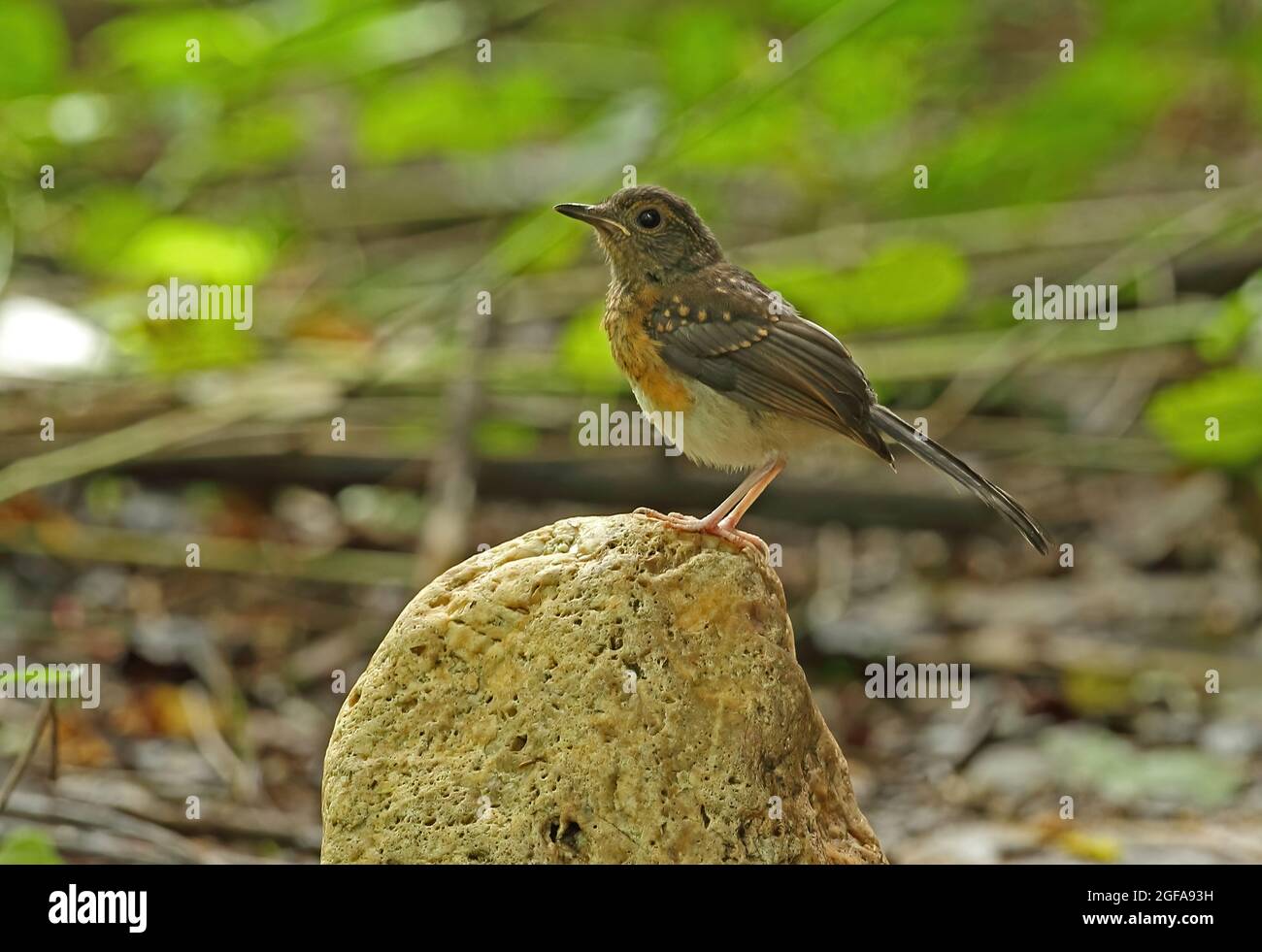 Shama bird hi-res stock photography and images - Alamy