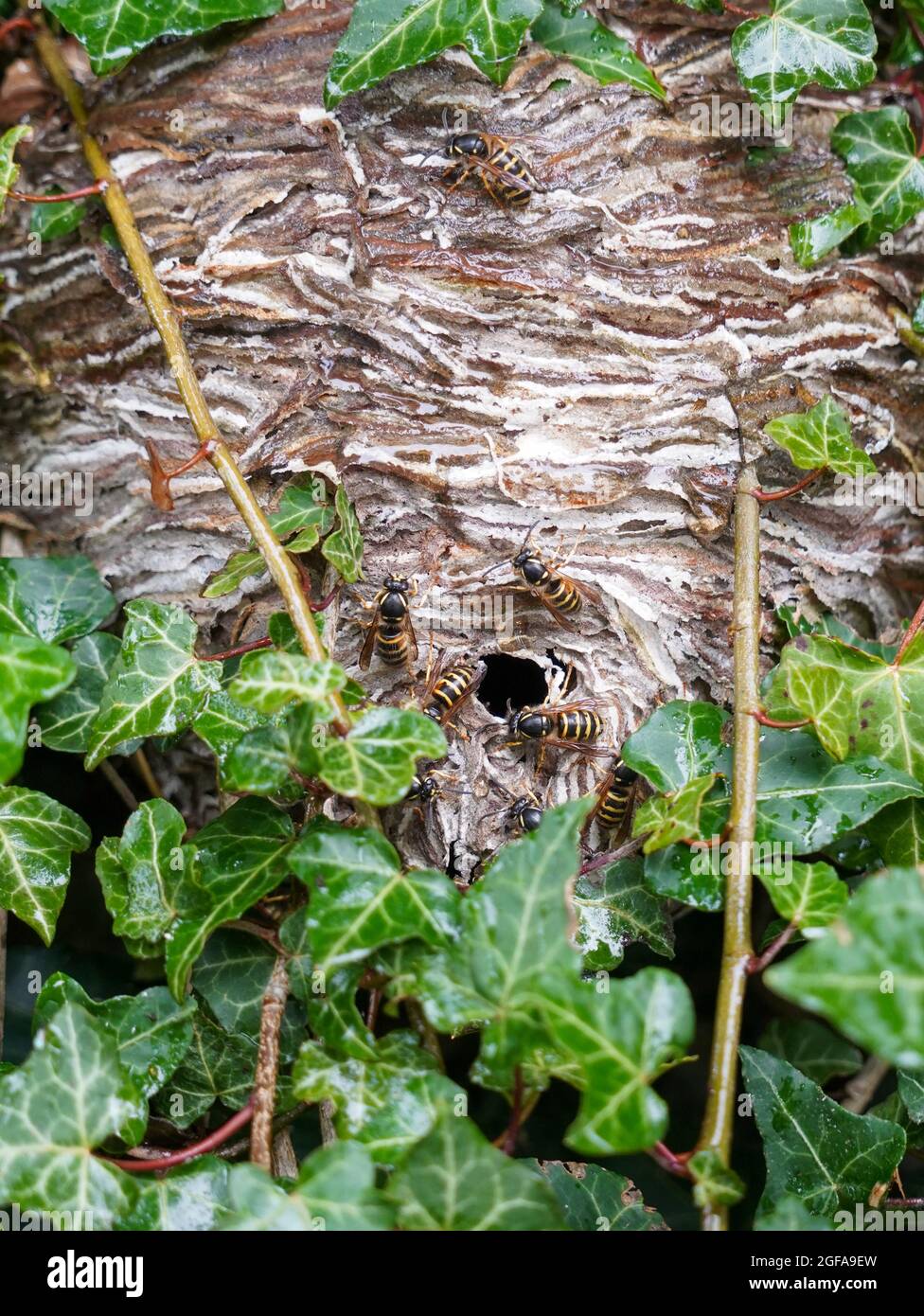 Wasp Nest in Ivy showing wasps and entrance Stock Photo - Alamy