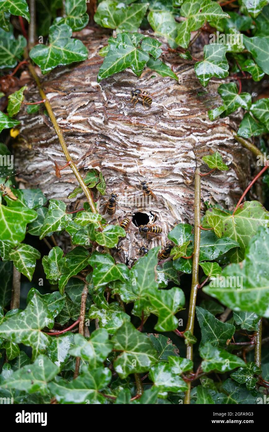 Hornet showing sting hi-res stock photography and images - Alamy