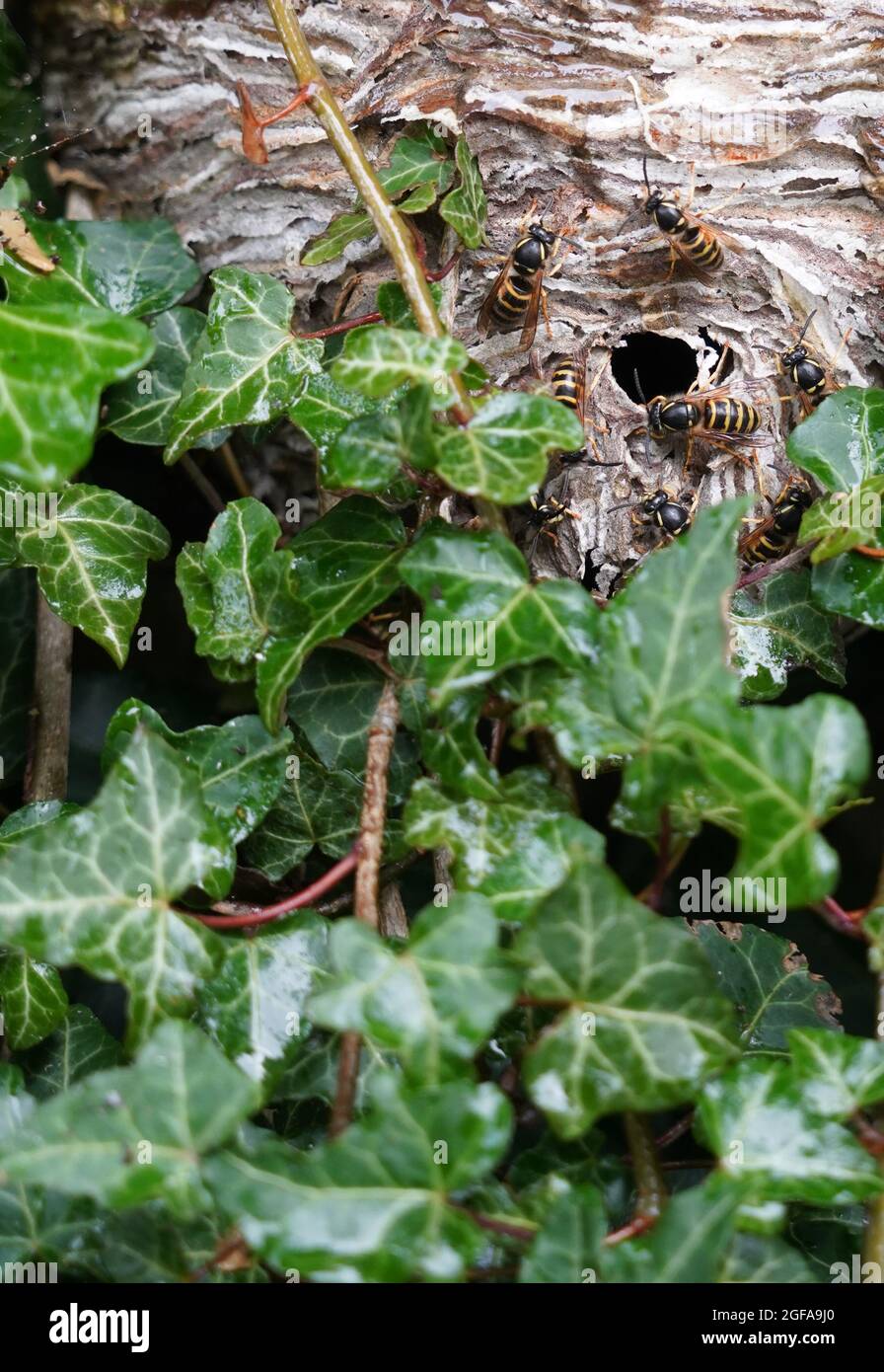Wasp Nest in Ivy showing wasps and entrance Stock Photo - Alamy