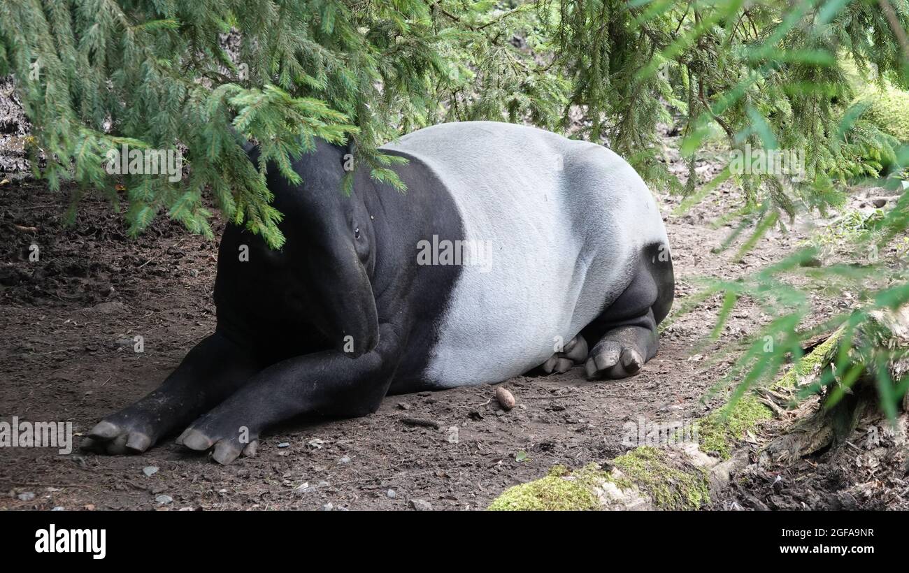 Malayan asian asiatic oriental indian piebald tapir resting under a ...