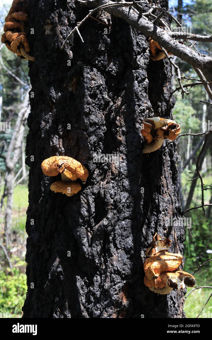 Charred body hi-res stock photography and images - Alamy