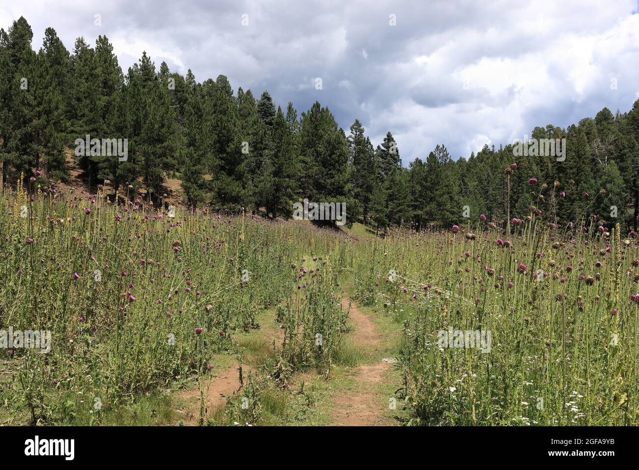Lush green hilly pastures hi-res stock photography and images - Alamy