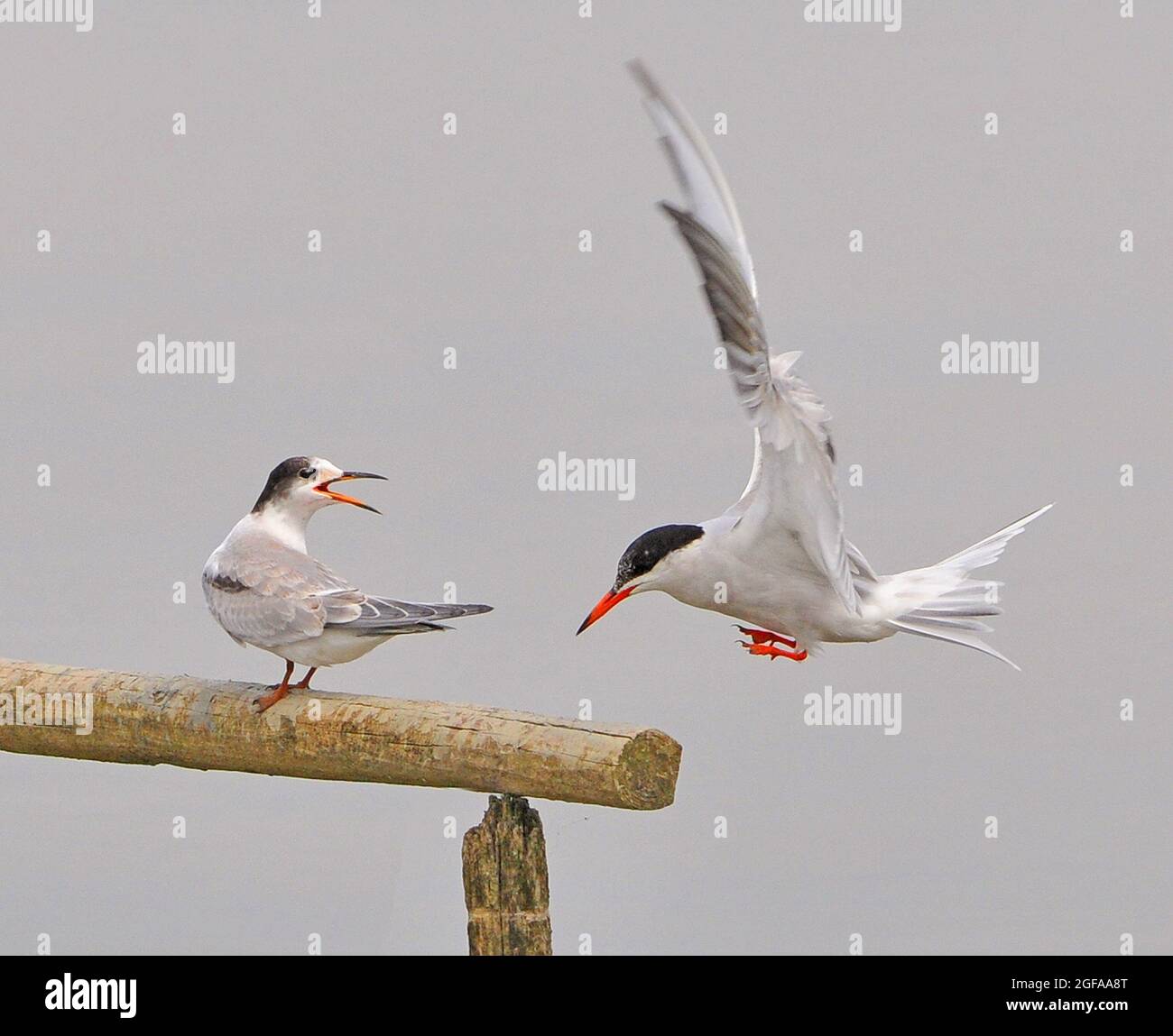 YOUNG COMMON TERNS. TICHFIELD HAVEN, AUG. 2021 PIC MIKE WALKERCOMMON ...