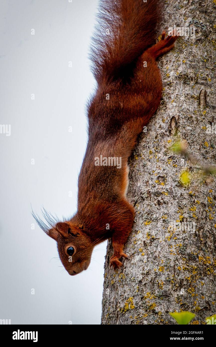 Closeup view of a squirrel lying on the log of the tree on a blurry ...