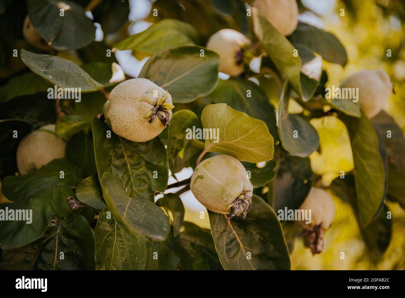 Closeup of a quince tree with unripe quince fruits Stock Photo - Alamy