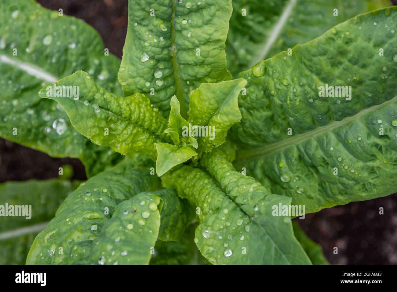 Celtuce, also called as Asparagus lettuce or chinese lettuce Stock ...