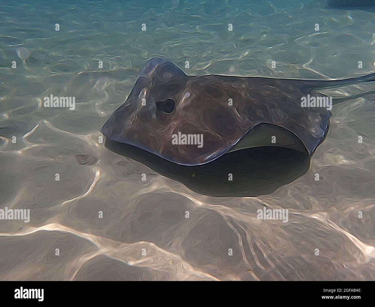 An illustration of a stingray swimming over sand in the ocean Stock ...