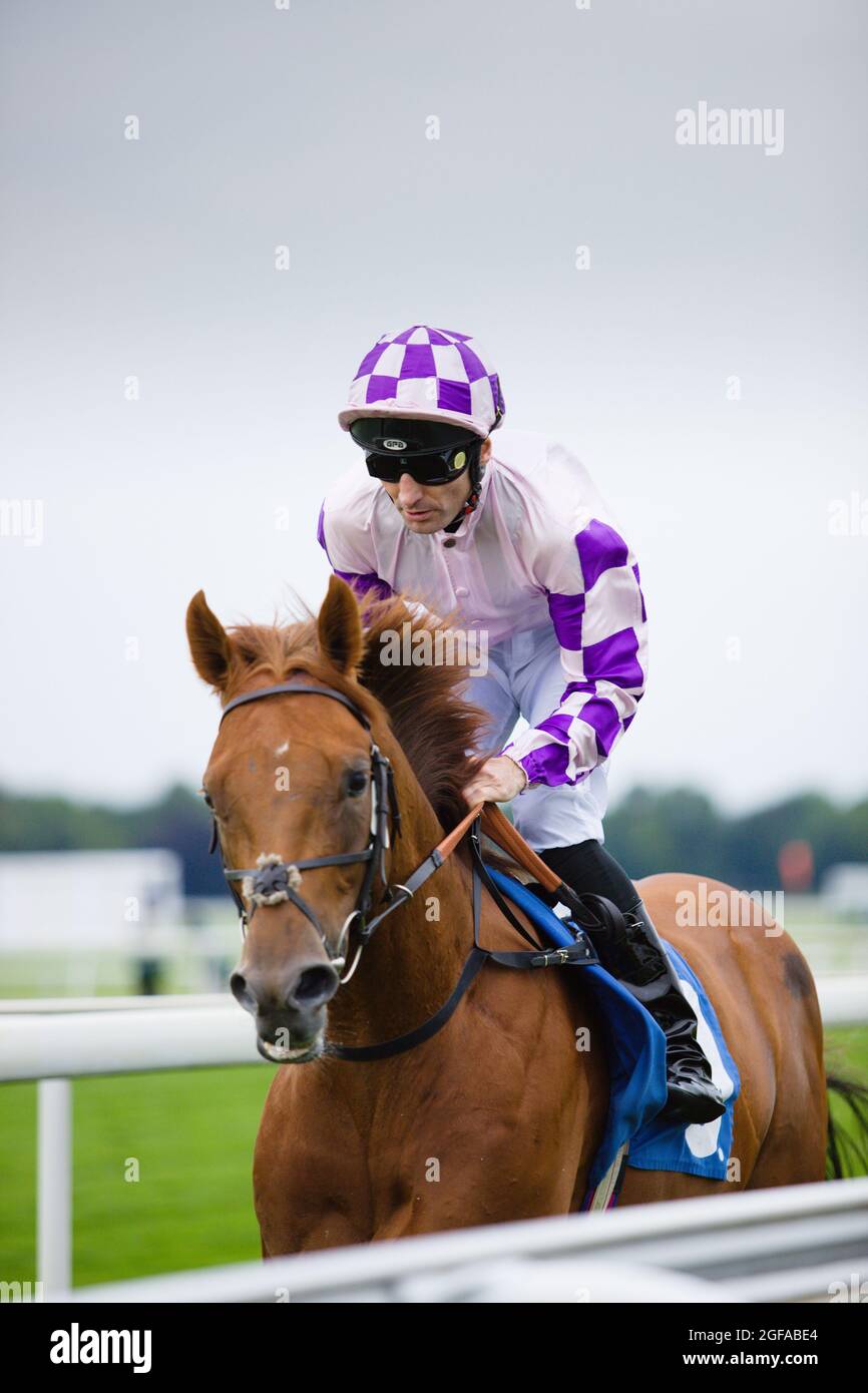 Horse racing ebor festival coolmore nunthorpe york racecourse hi-res ...
