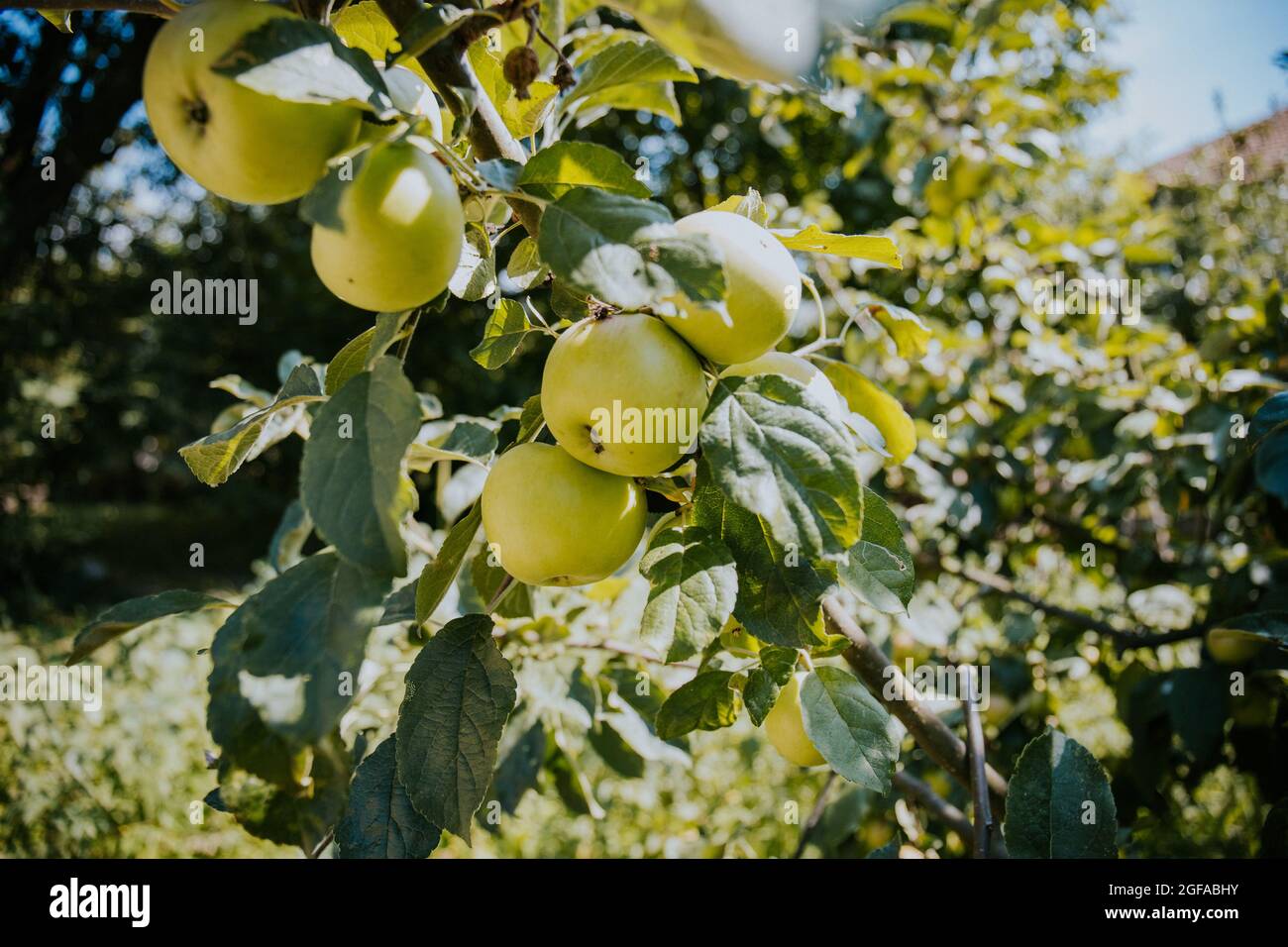 Bunch of fresh green apples on a tree branch in a garden Stock Photo ...