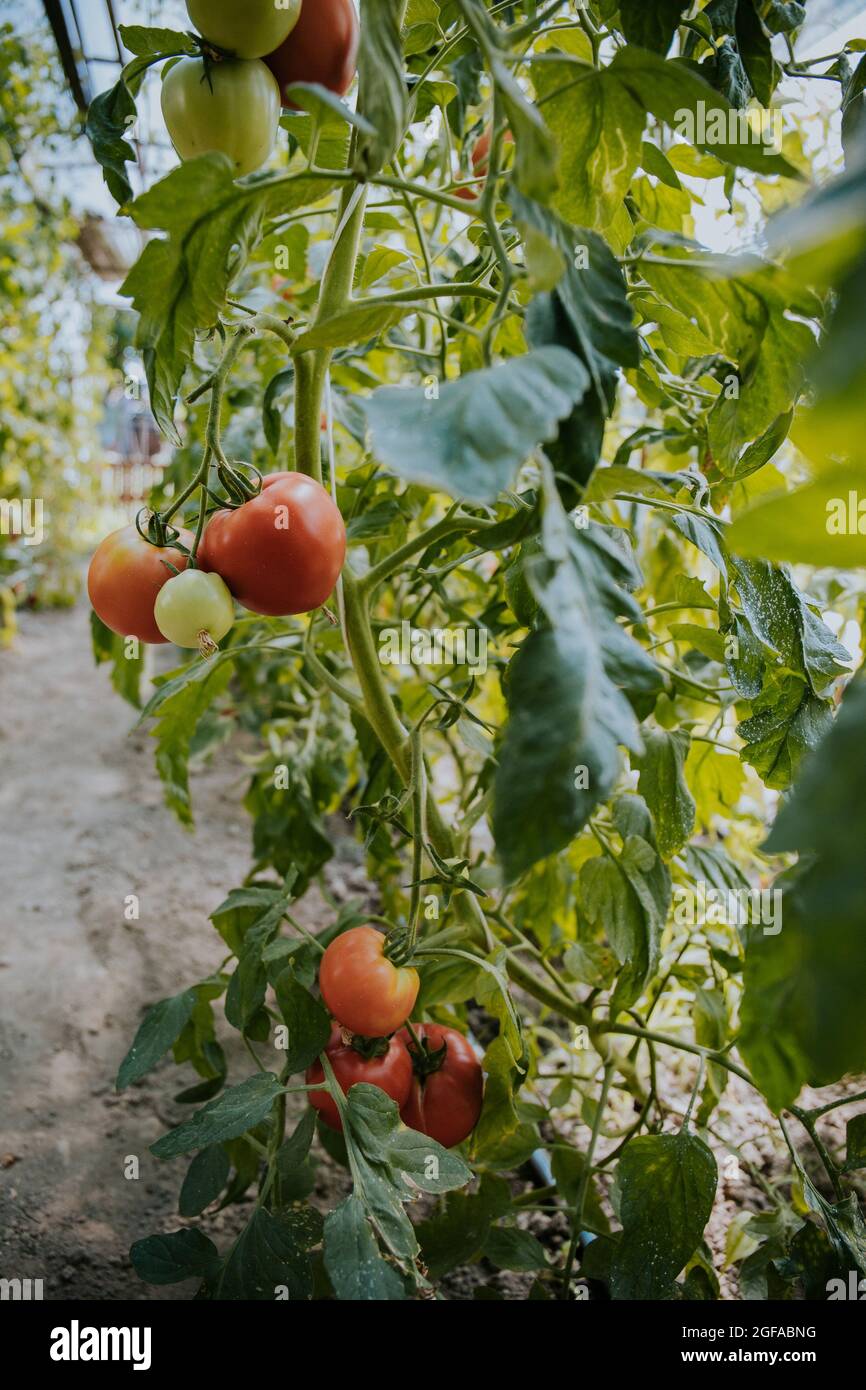 Organic tomatoes growing on a plant in a garden Stock Photo - Alamy
