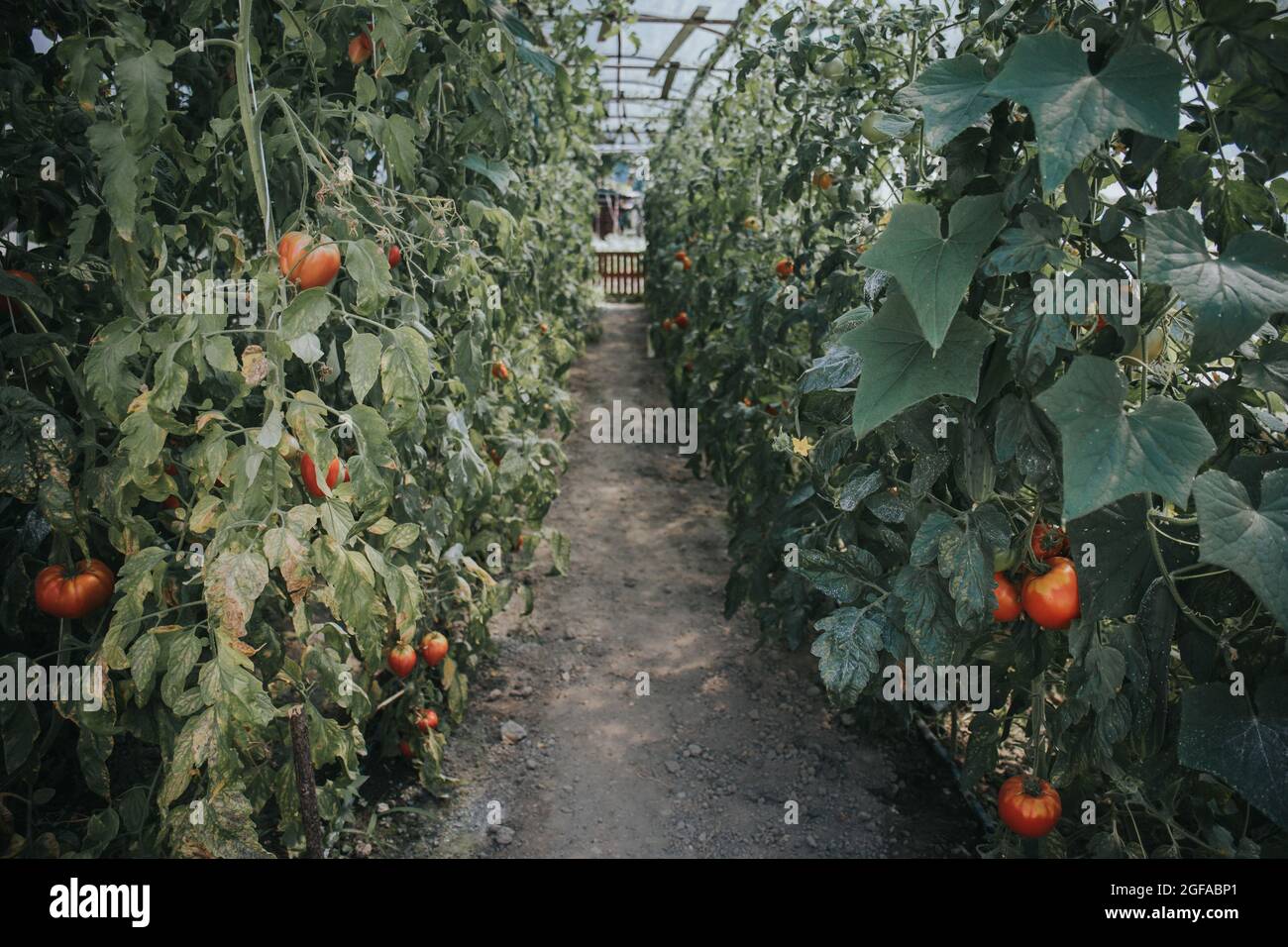 Rows of tomato plants growing in a greenhouse Stock Photo - Alamy