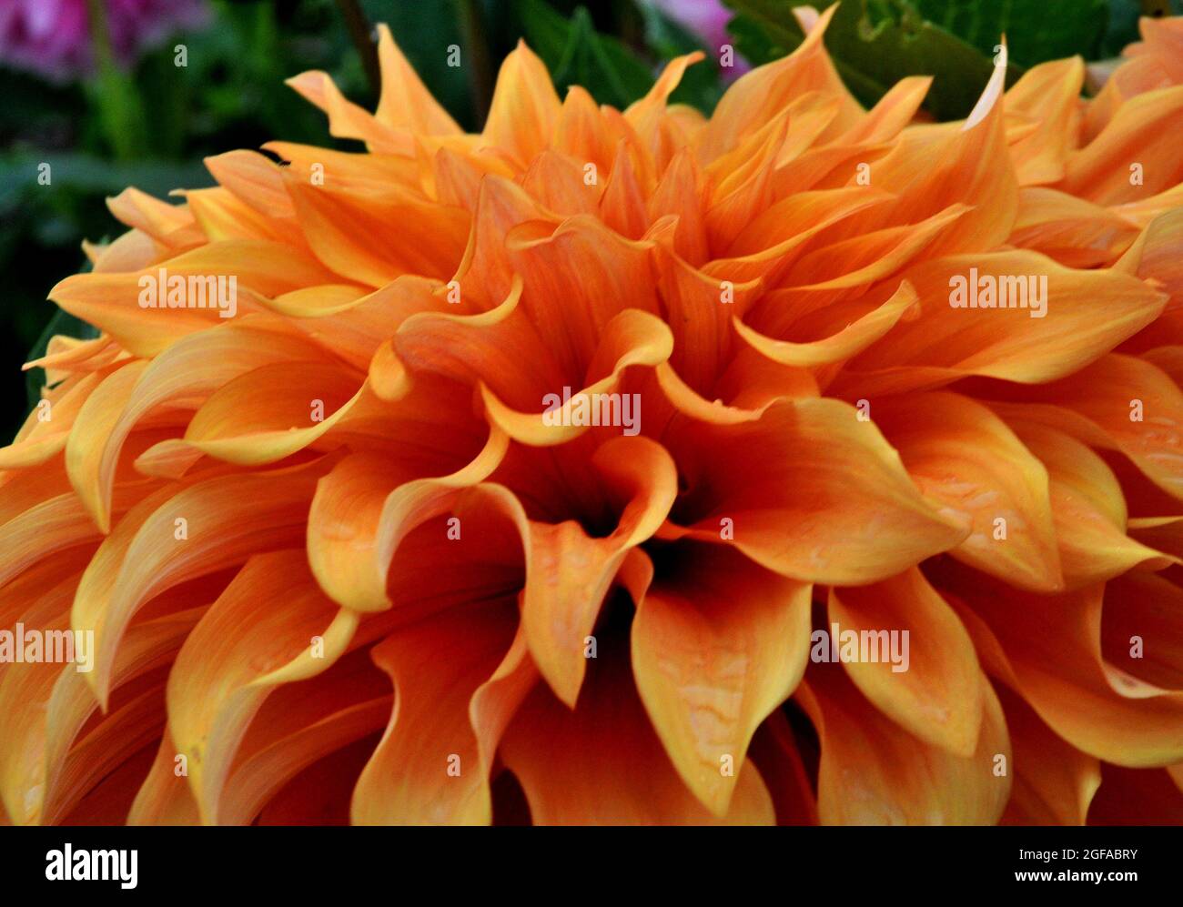 DAHLIA, HERCULES, WEST DEAN GARDENS, WEST DEAN COLLEGE, WEST SUSSEX PIC ...