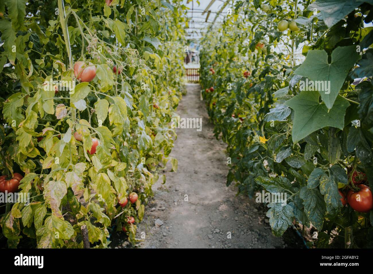 Rows of tomato plants growing in a greenhouse Stock Photo - Alamy
