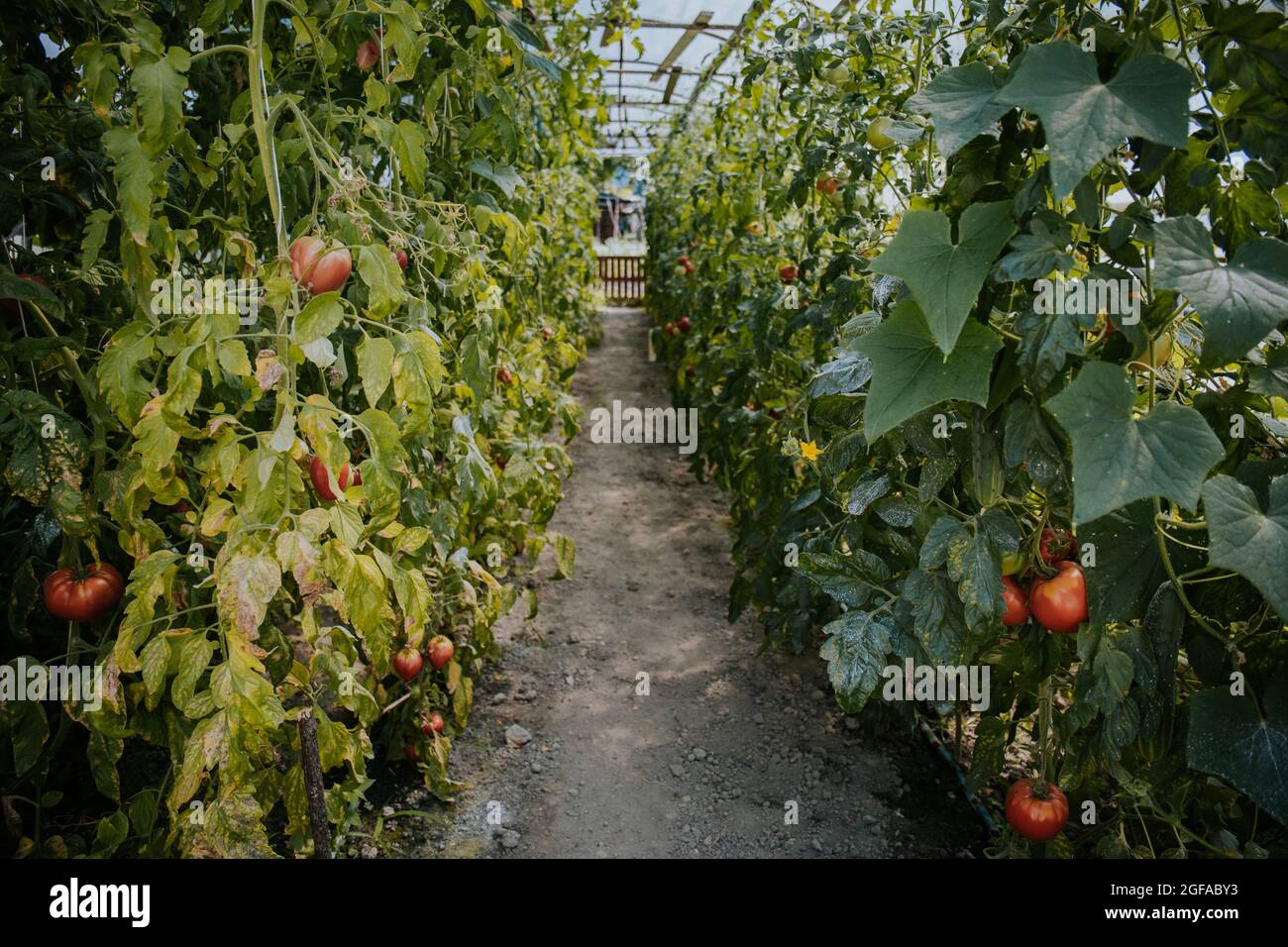 Rows of tomato plants growing in a greenhouse Stock Photo - Alamy