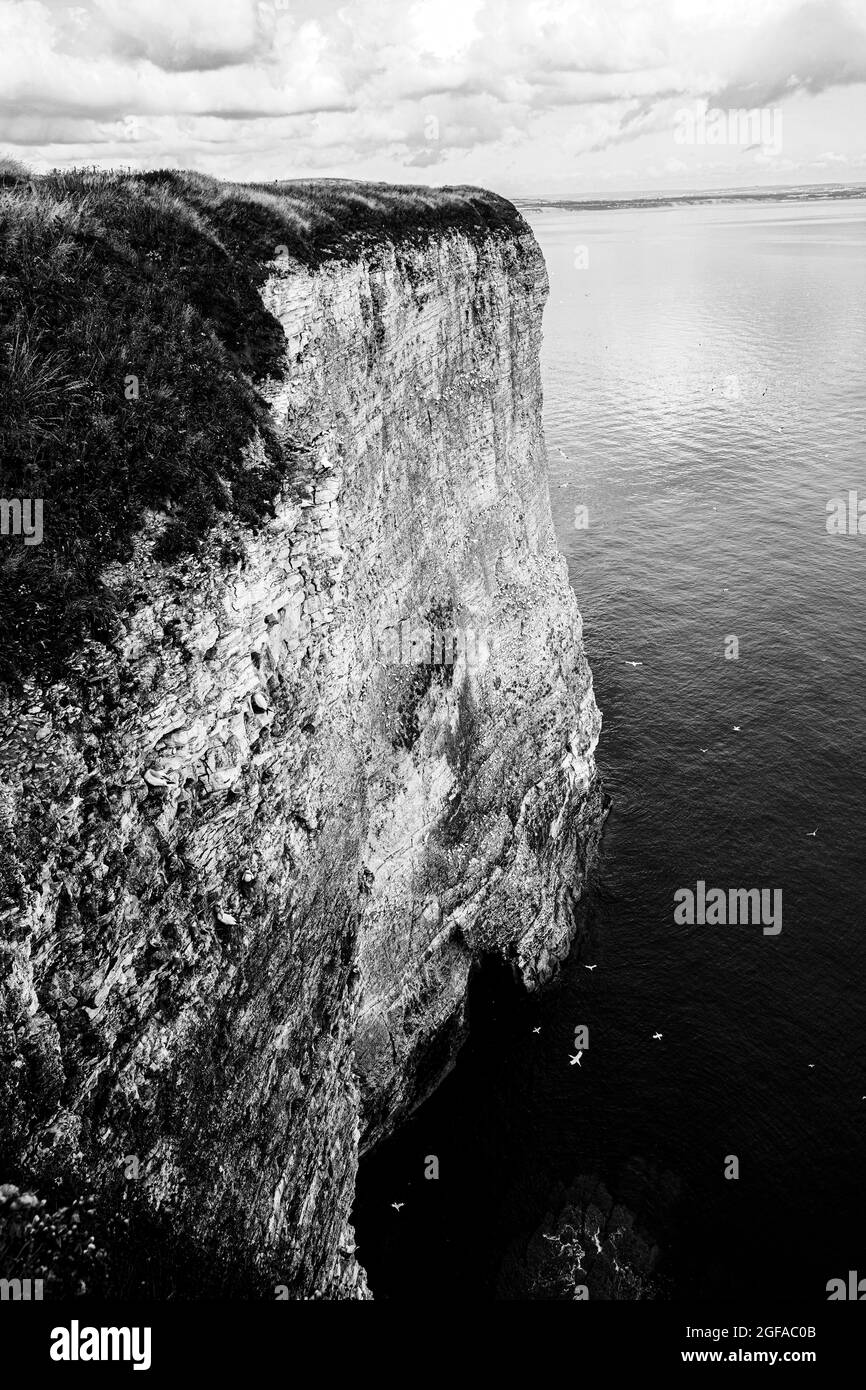 Landscape view of Bempton Cliffs Cliff Face with nesting birds, Gannet ...