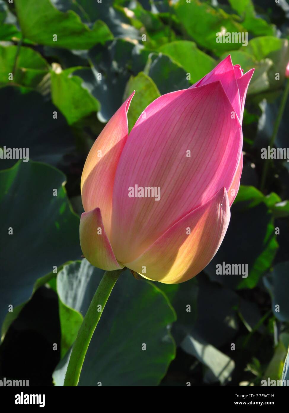 Beautiful shot of a pink lotus in a botanical garden Stock Photo - Alamy