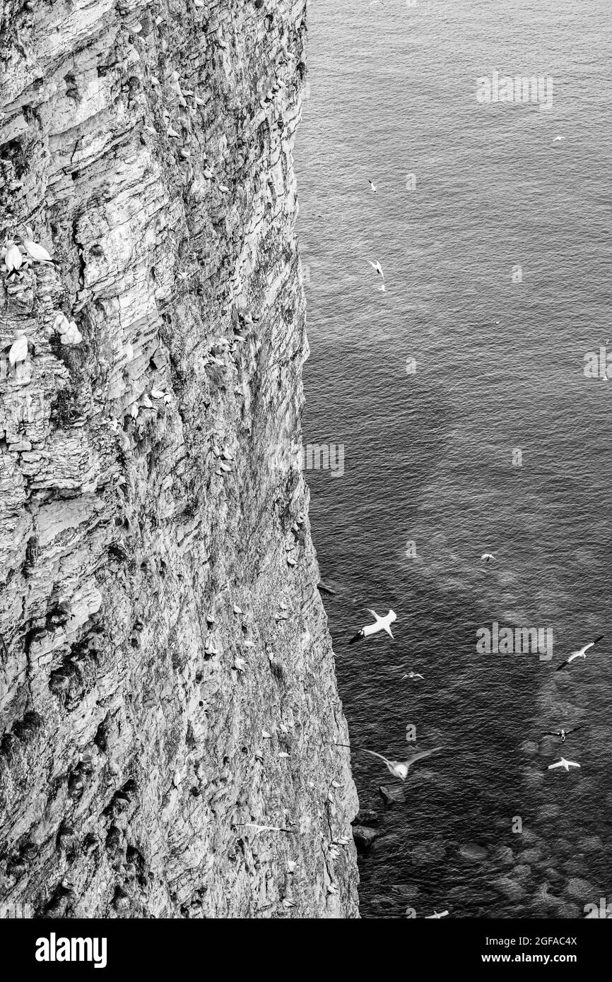 Landscape view of Bempton Cliffs Cliff Face with nesting birds, Gannet ...