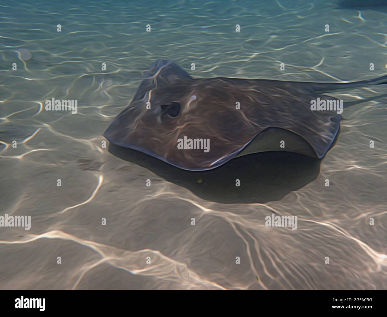 Stingray face hi-res stock photography and images - Alamy