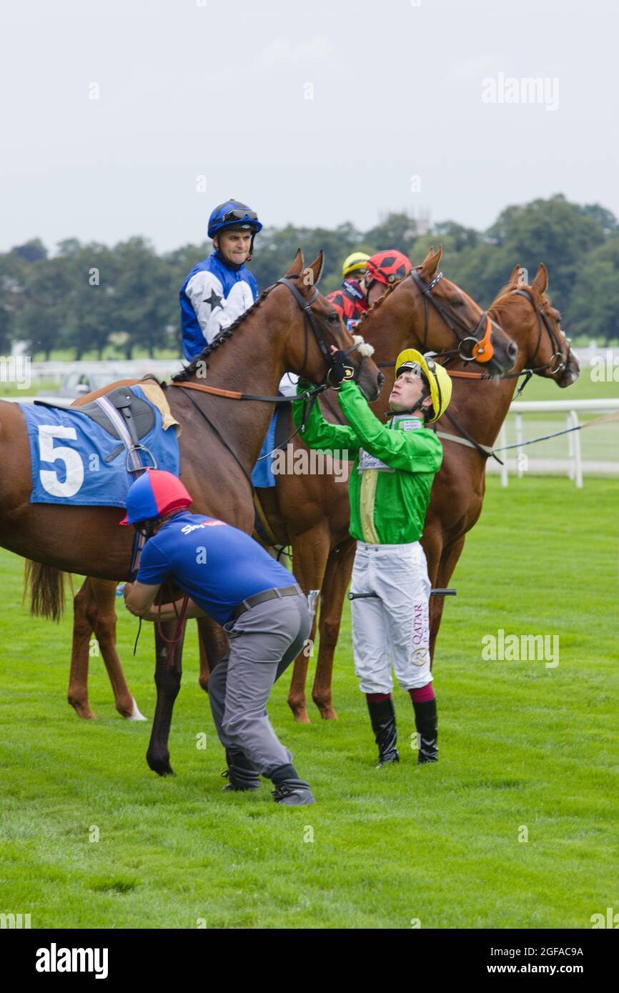 Achelois horse hi-res stock photography and images - Alamy