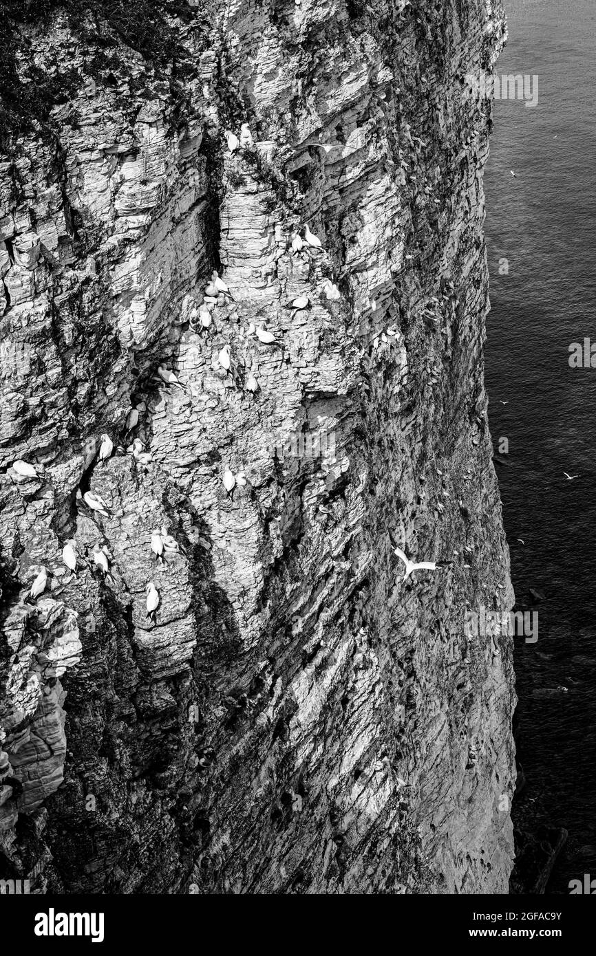 Landscape view of Bempton Cliffs Cliff Face with nesting birds, Gannet ...