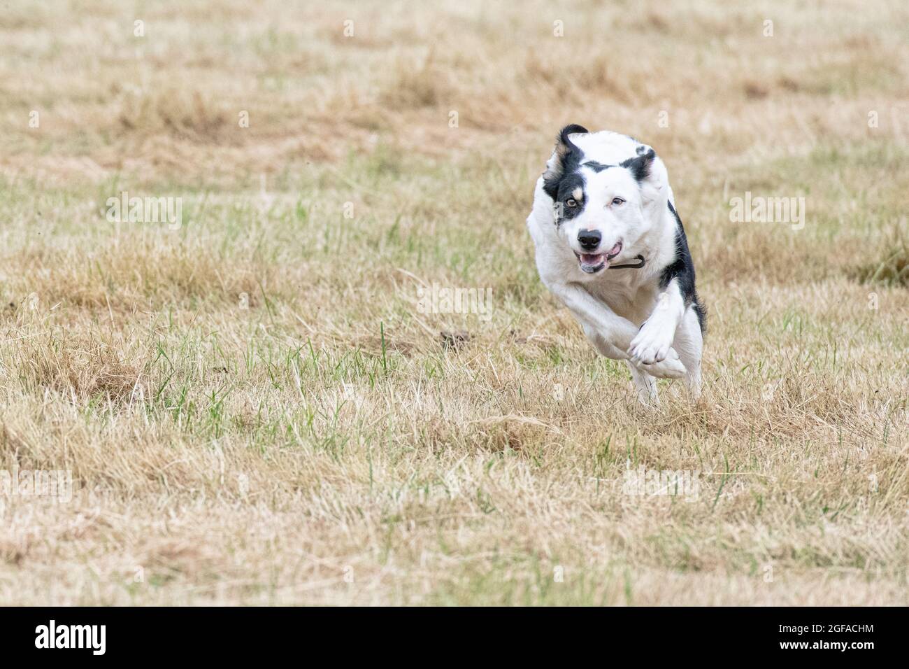 working border collie Stock Photo - Alamy