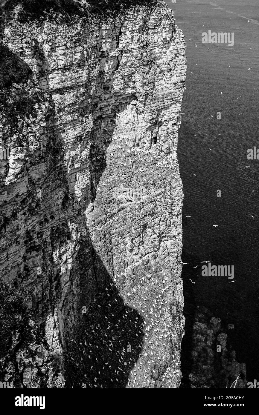 Landscape view of Bempton Cliffs Cliff Face with nesting birds, Gannet ...