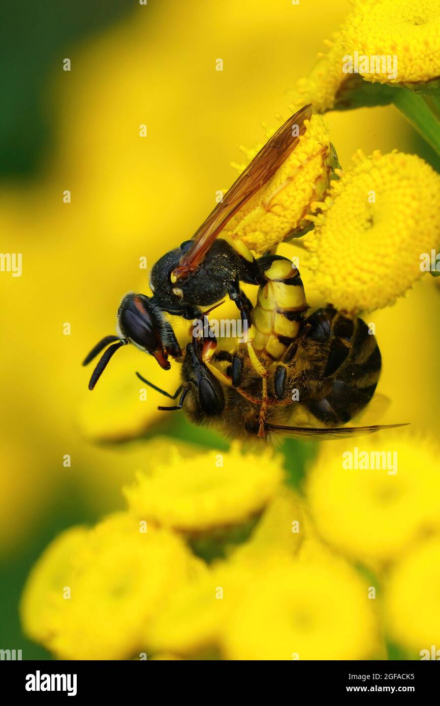 Vertical closeup of a bee-wolf , Philanthus triangulum, killing a ...