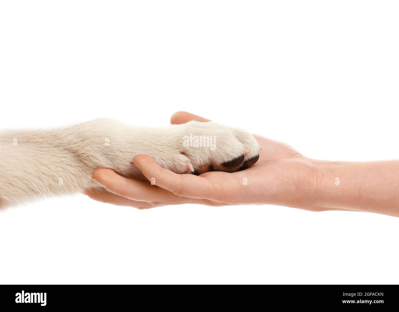 Female hand holding puppy's paw isolated on white Stock Photo - Alamy