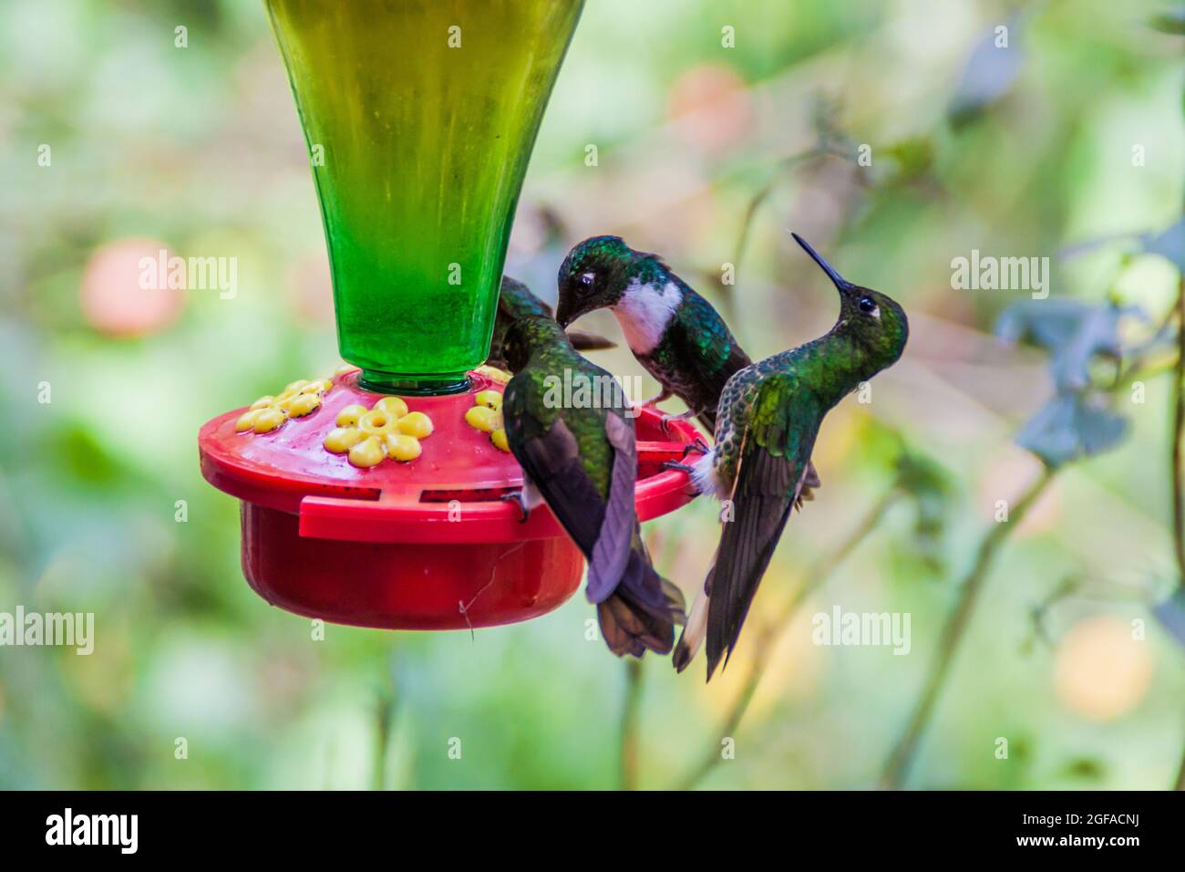 Hummingbirds at the feeder in Cocora valley, Colombia Stock Photo - Alamy