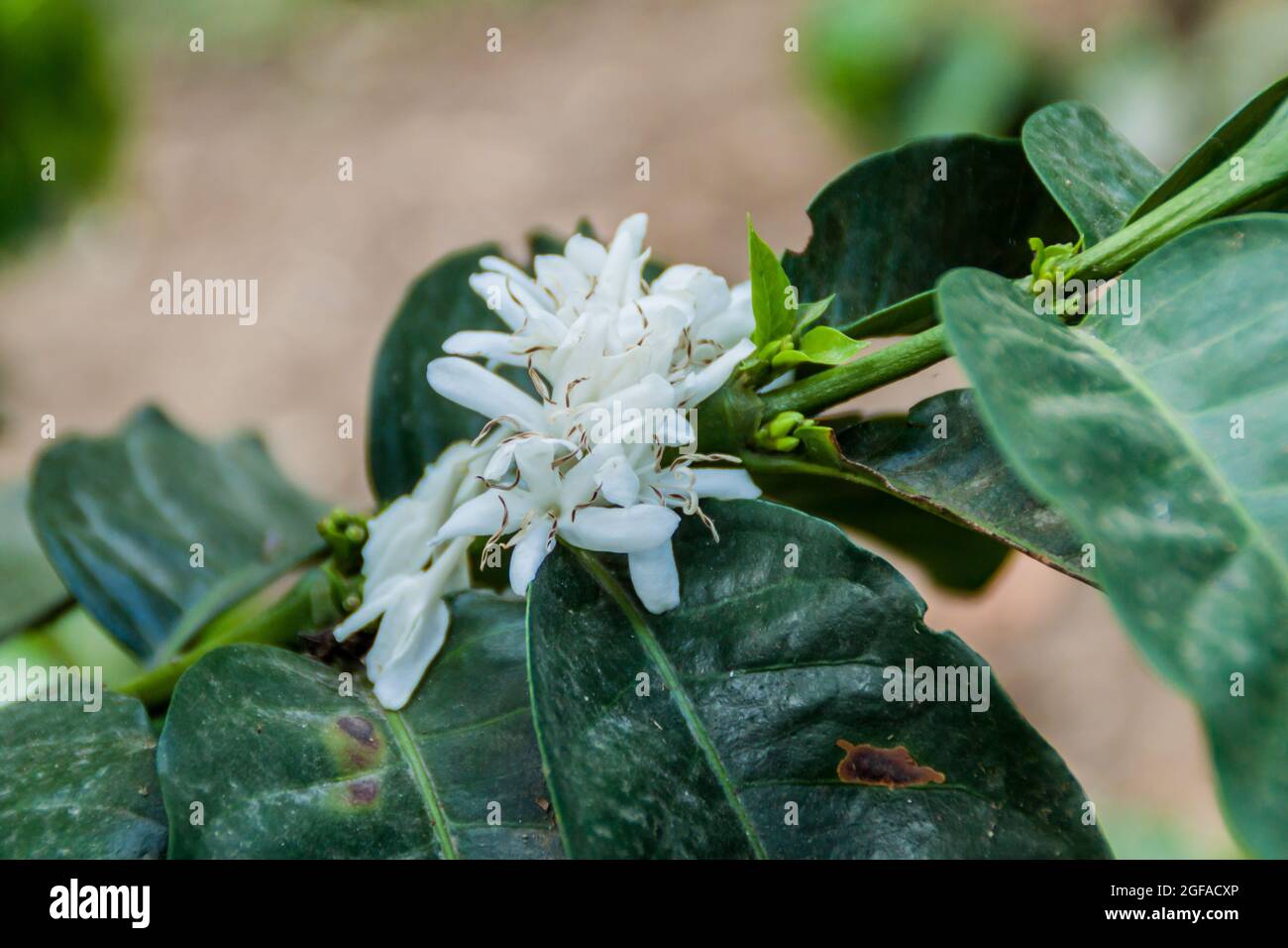 Detail of coffee tree blossom, Colombia Stock Photo - Alamy