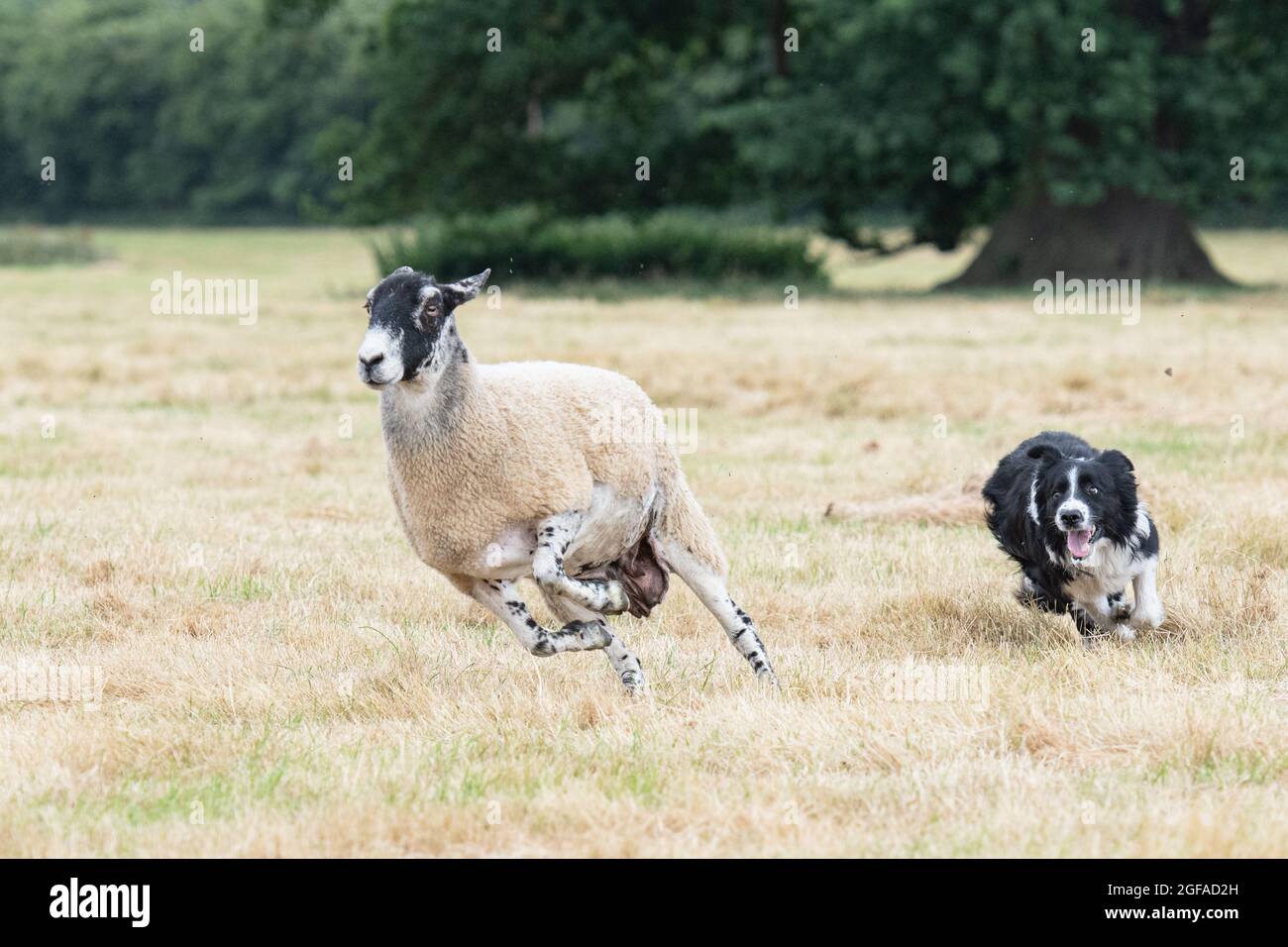 working border collie Stock Photo - Alamy
