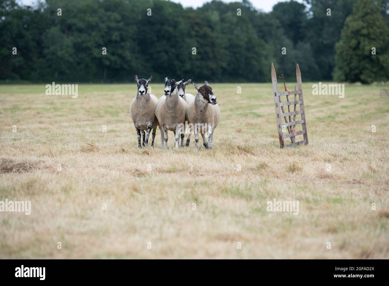 sheep dog trials Stock Photo - Alamy