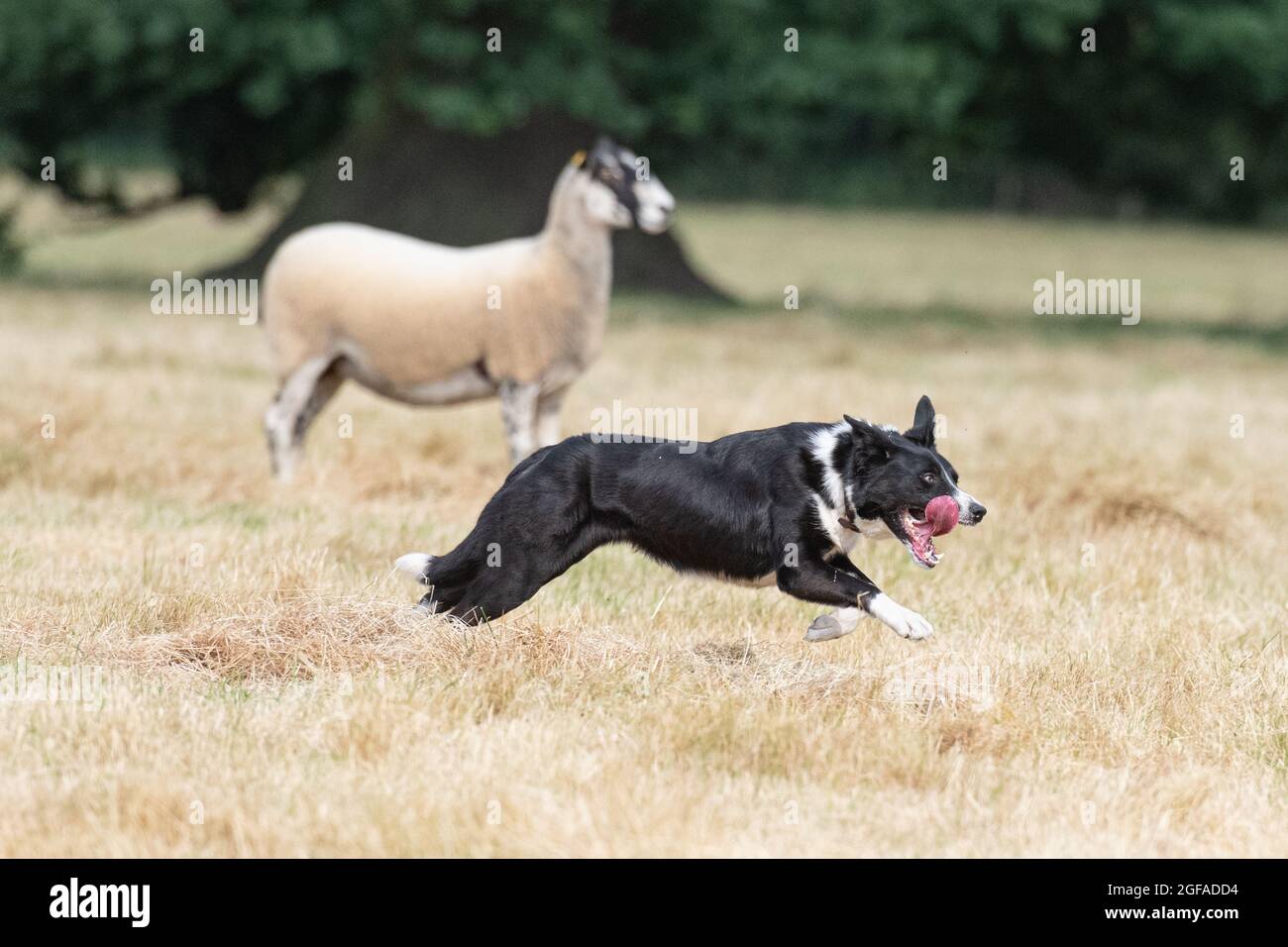 Working collie hi-res stock photography and images - Alamy
