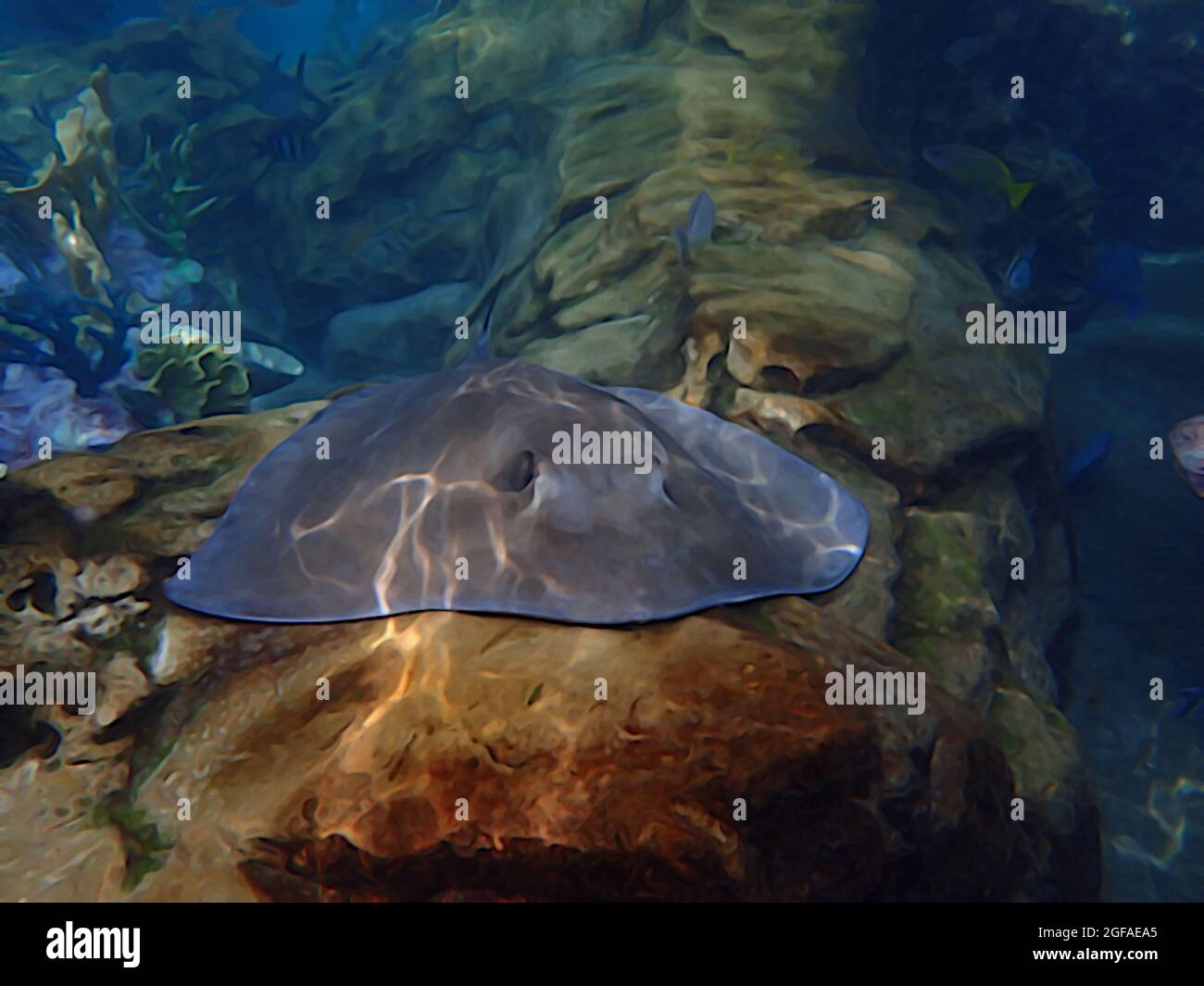 An illustration of a stingray swimming over coral reef Stock Photo - Alamy