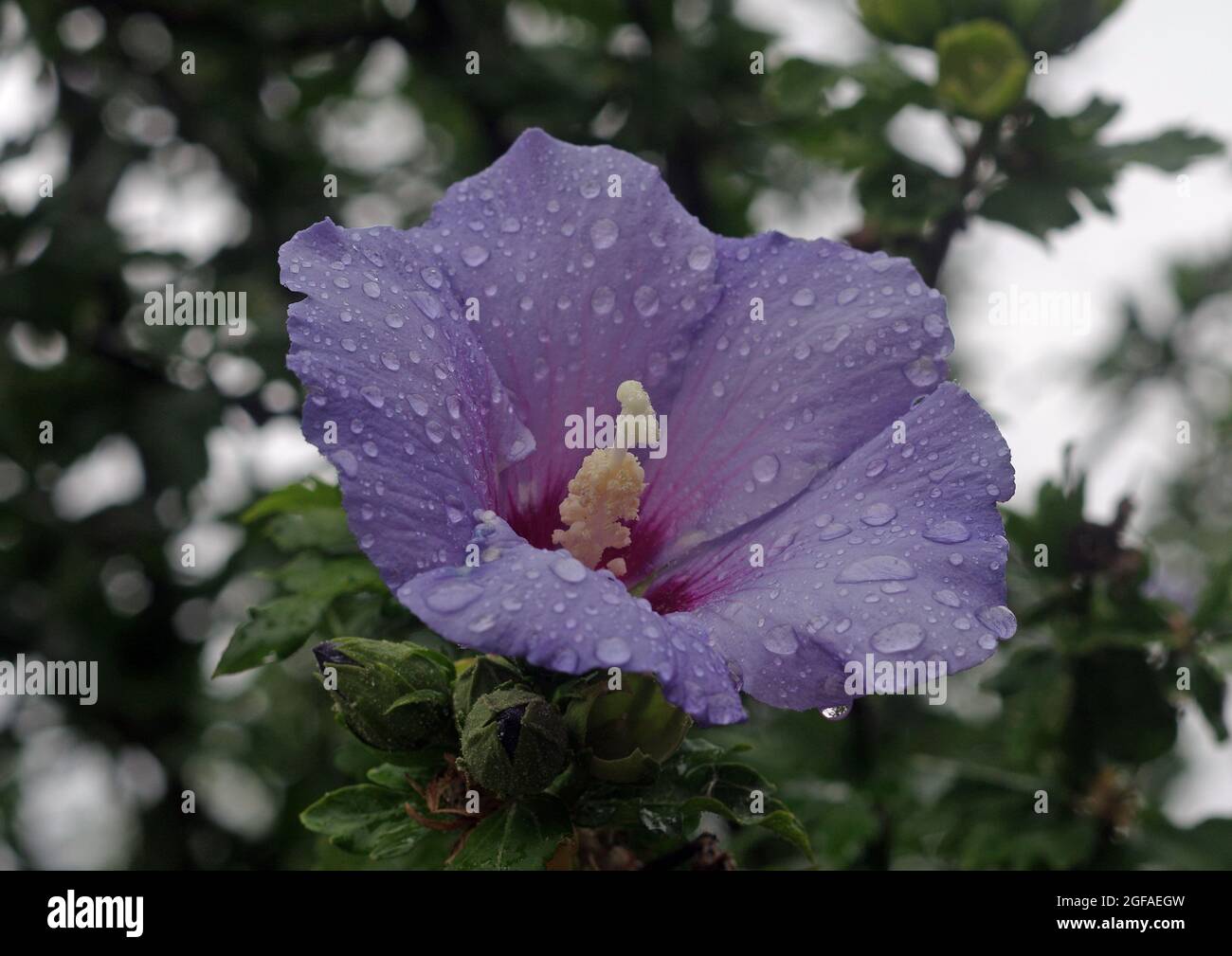 Raindrop splendor hi-res stock photography and images - Alamy