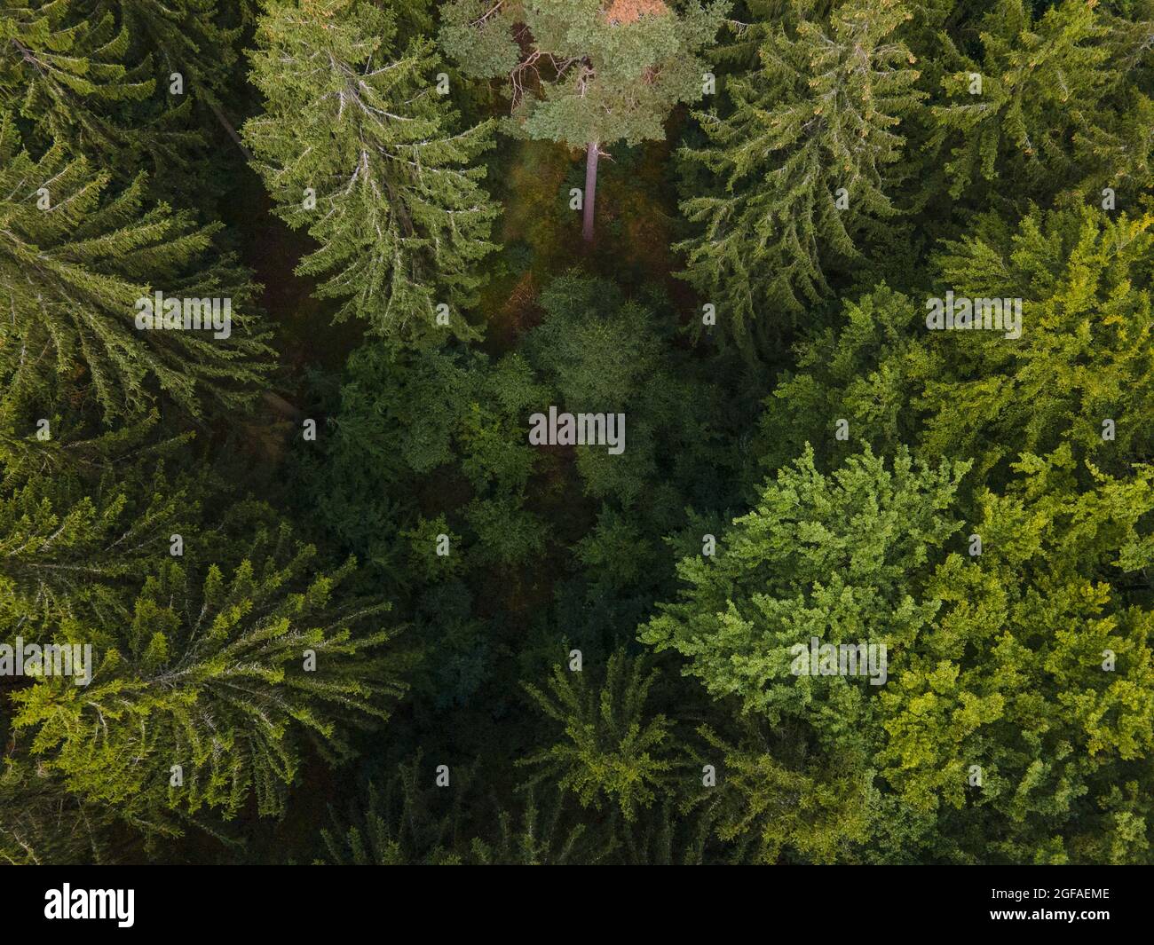 Top view of a green forest Stock Photo - Alamy