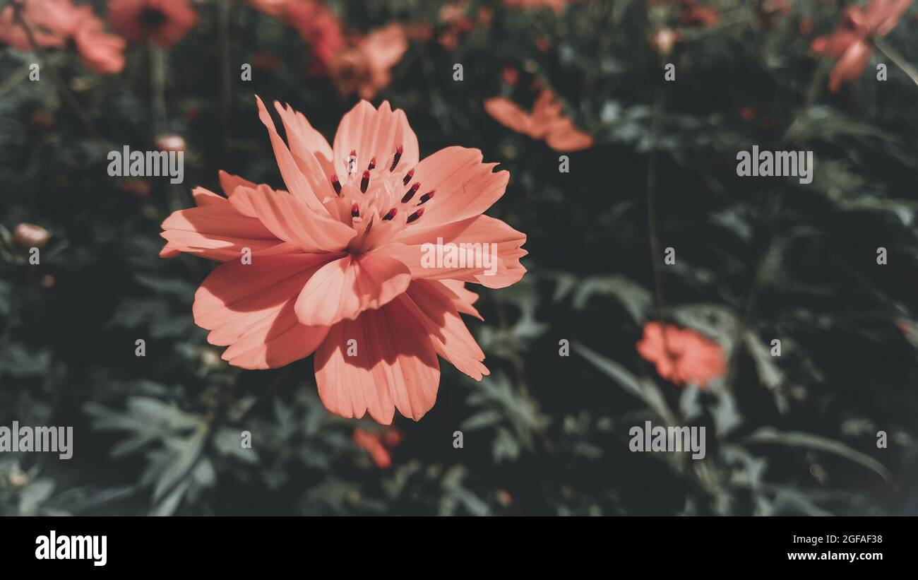 Tranquil scenery of a beautiful field of flowers in dim colours Stock ...