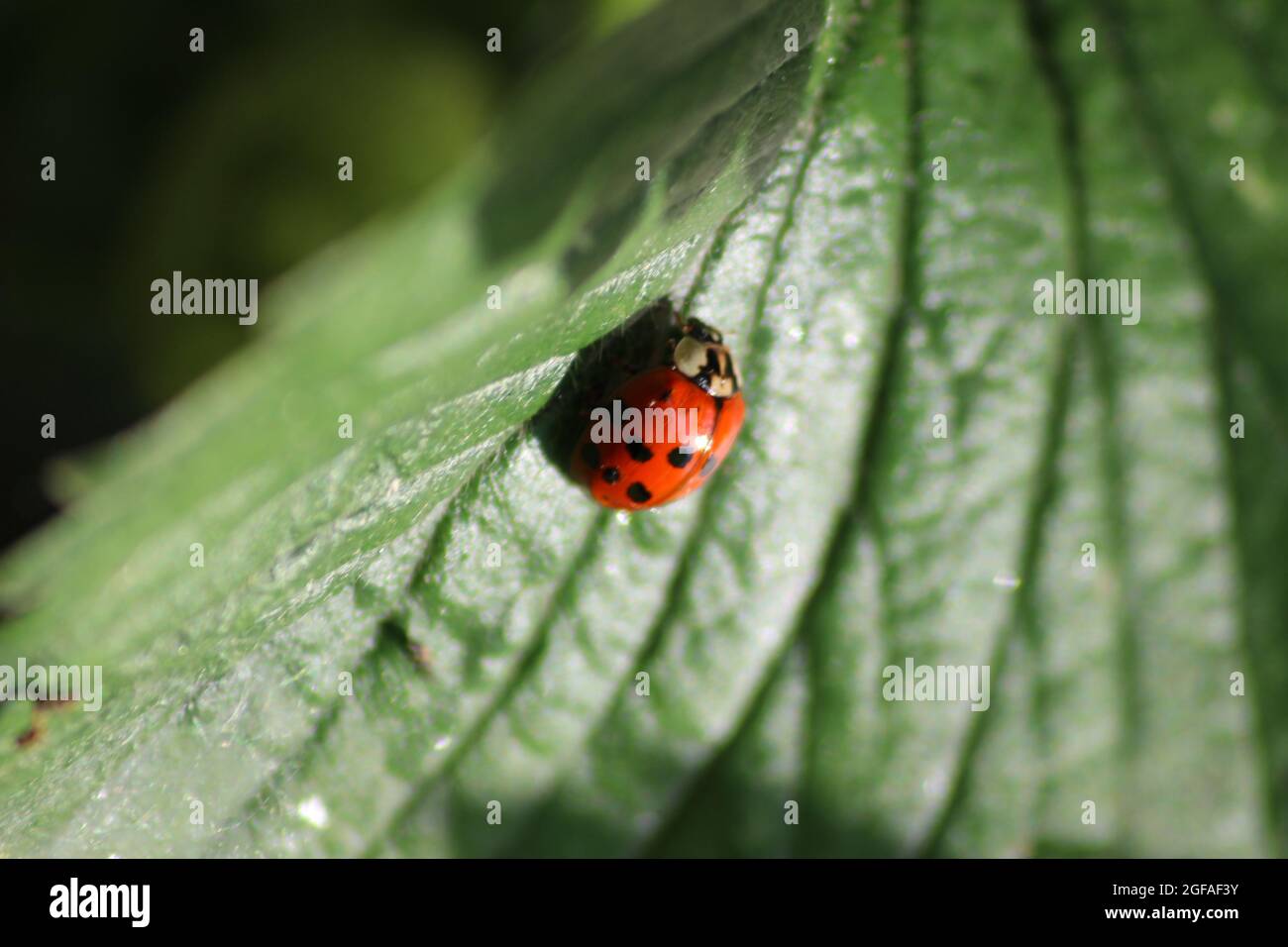 Beautiful ladybird on green hi-res stock photography and images - Alamy