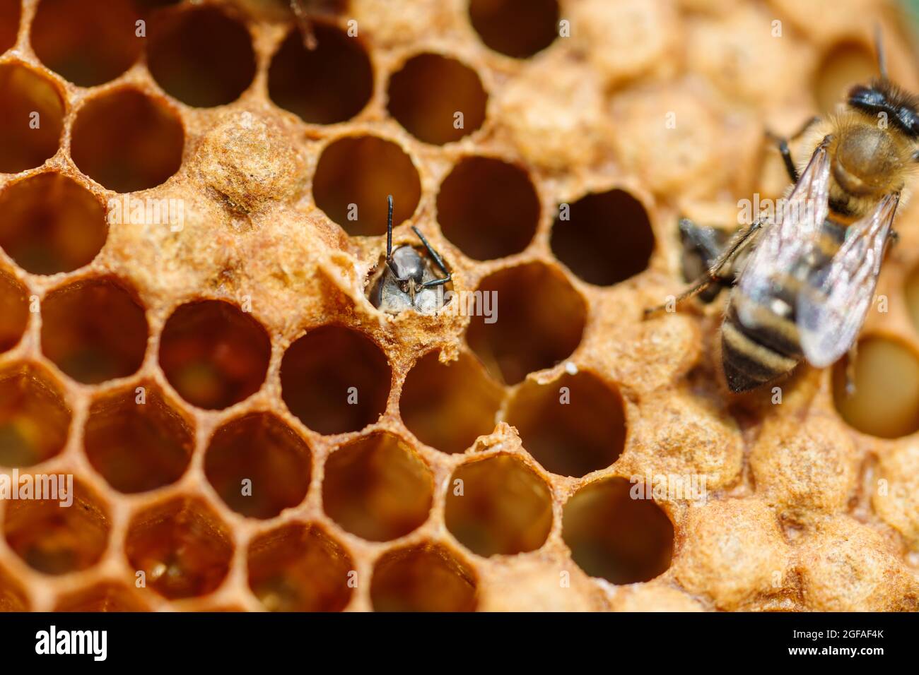 Macro photo of working bees on honeycombs. Beekeeping and honey ...