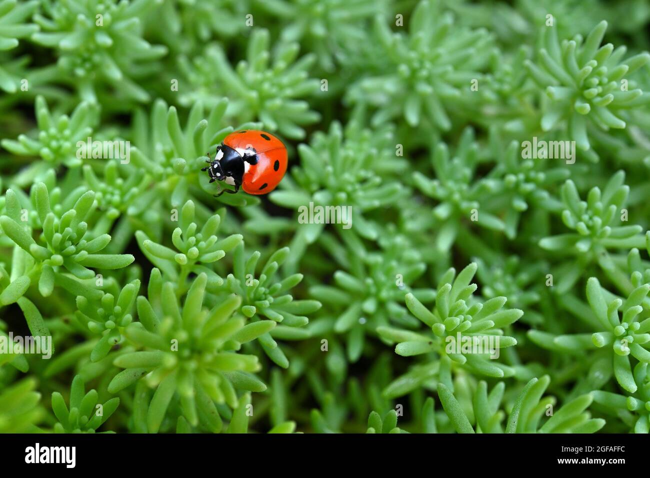 Ladybug on green grass background Stock Photo - Alamy