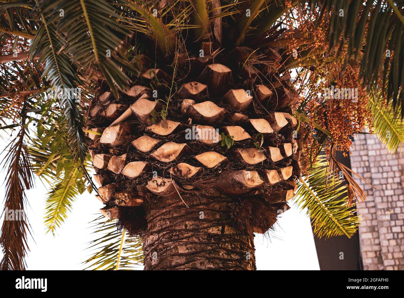 Low-angle shot of a palm tree Stock Photo - Alamy