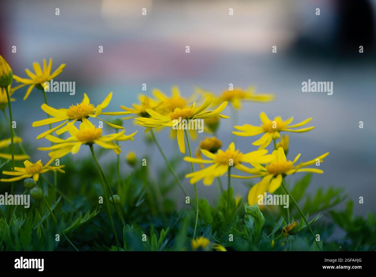 Closeup shot of Euryops pectinatus (yellow daisy) shrub in a garden ...
