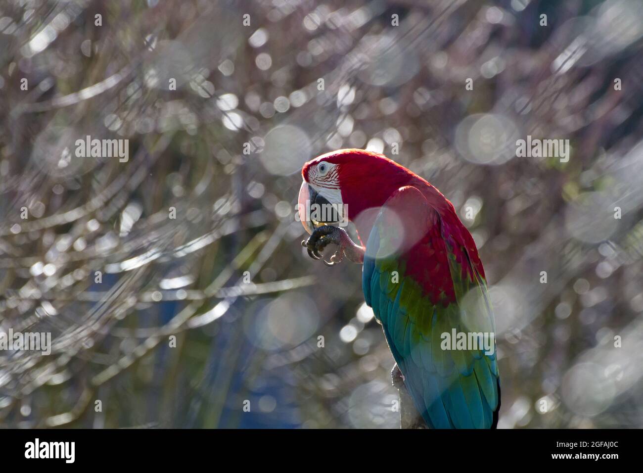 Closeup of a macaw perched on a tree branch in the Tierpark Hagenbeck ...