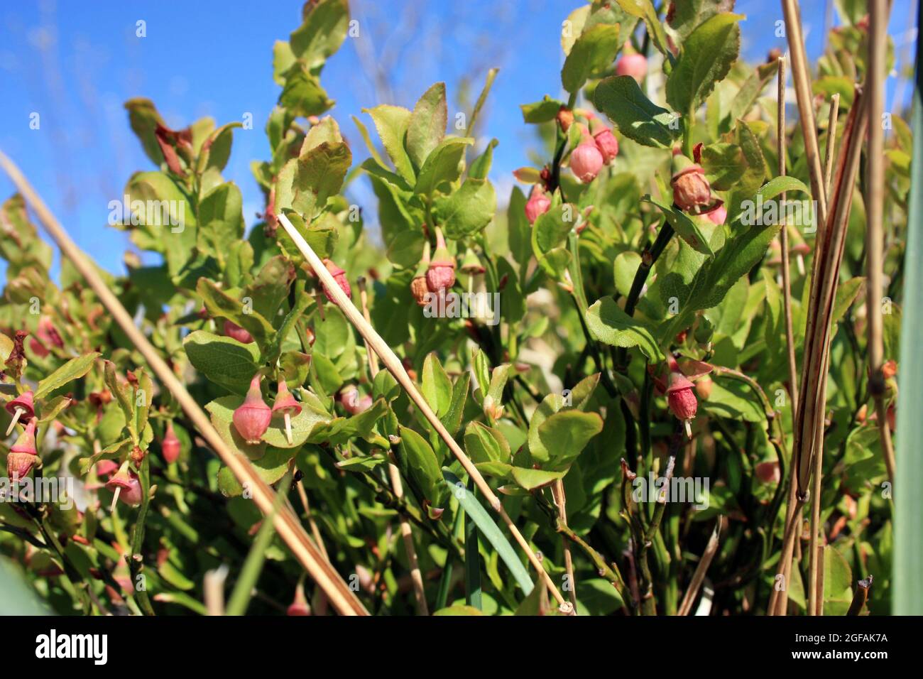 colorful bloom of cheerful spring green bushes of blueberry fruit into ...