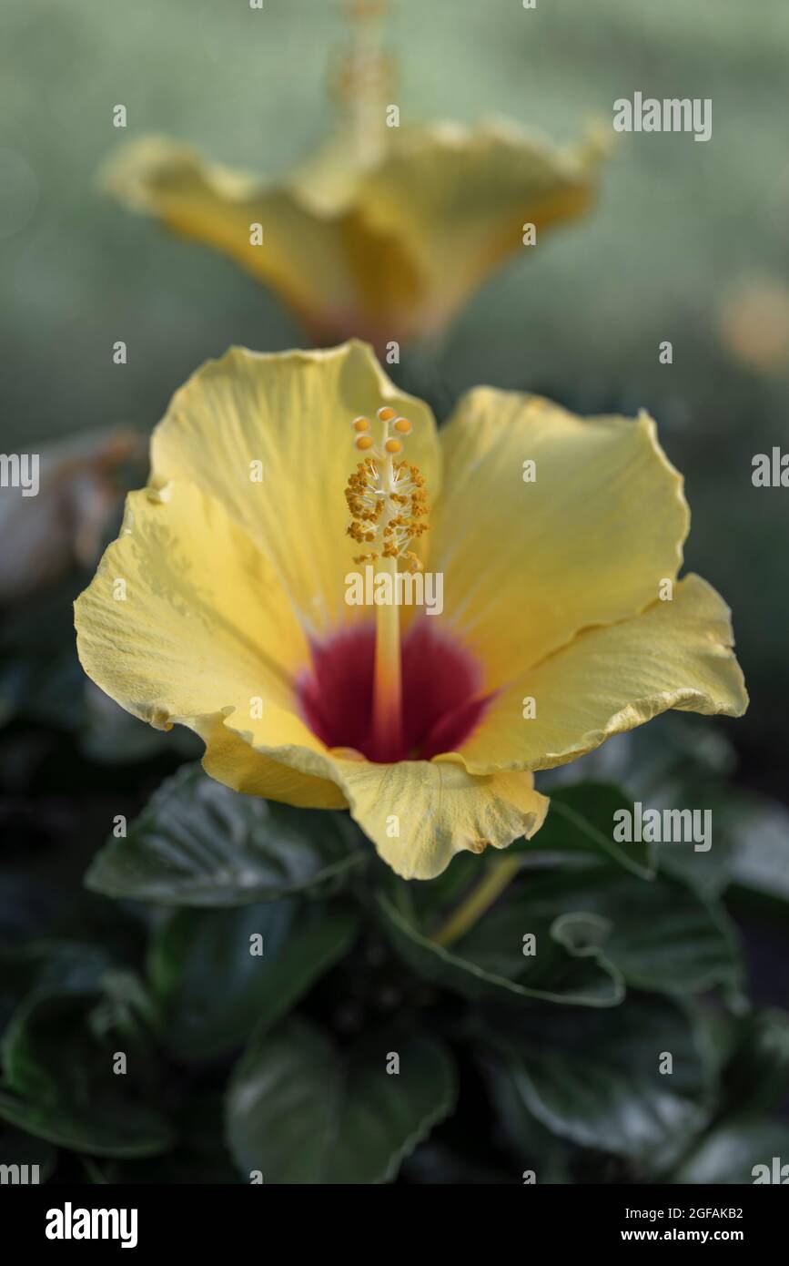summer time flower Stock Photo - Alamy