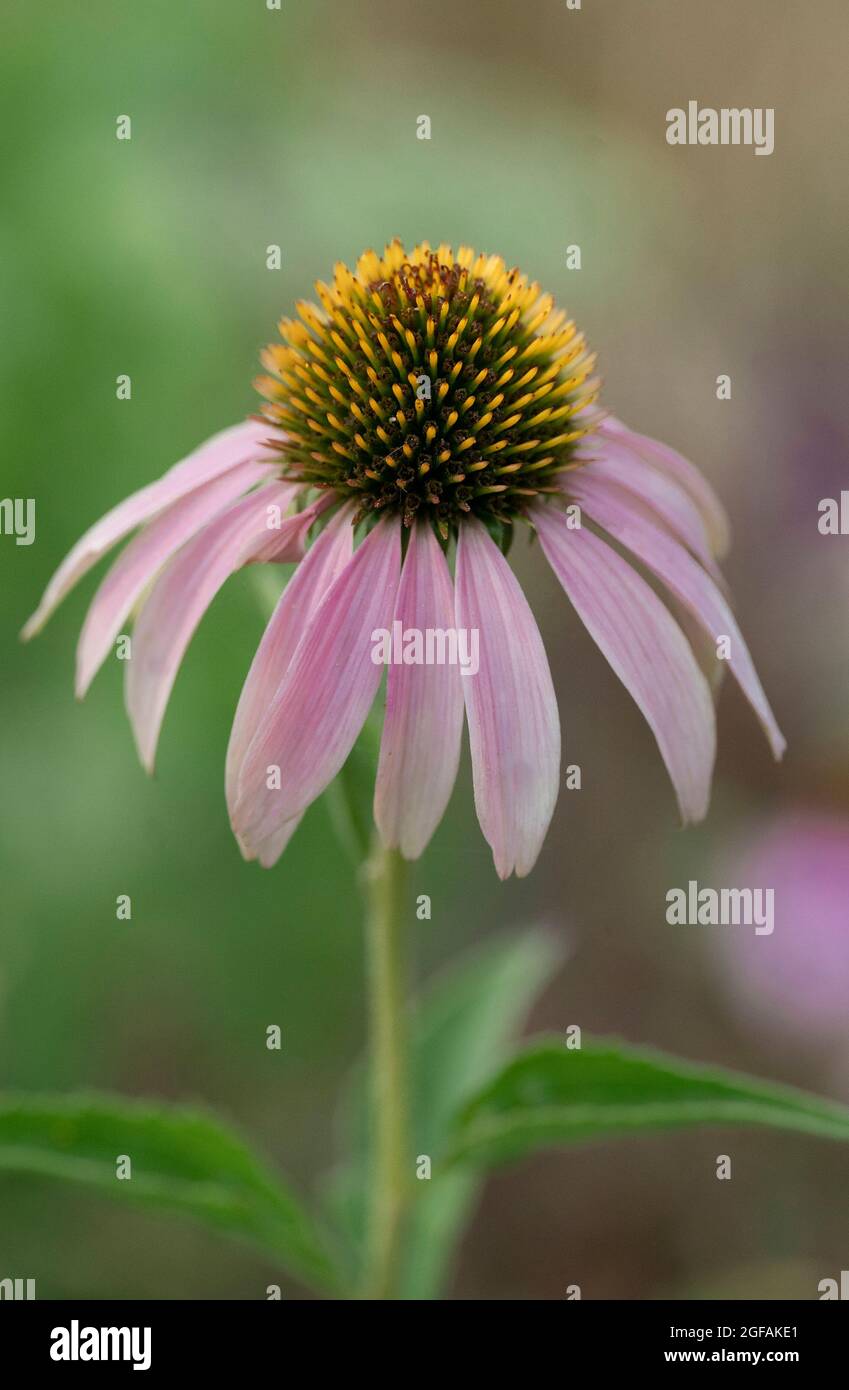 summer time flower Stock Photo - Alamy